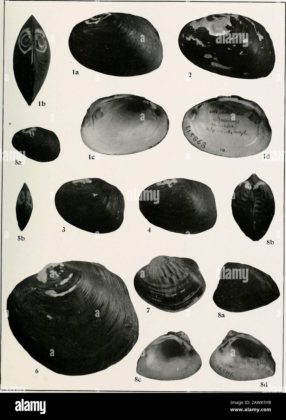South American Naiades : a contribution to the knowledge of the ...