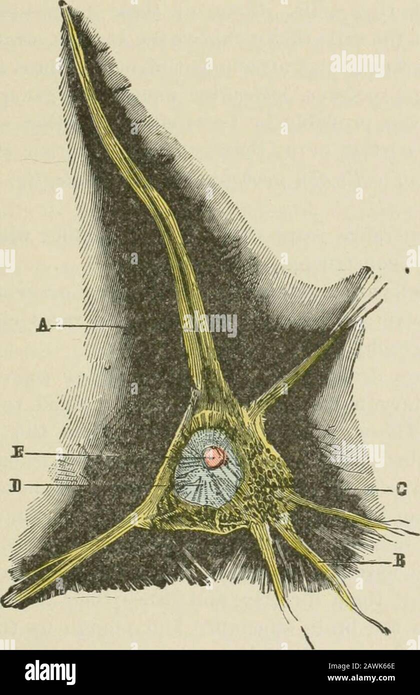 Lenticular structure hi-res stock photography and images - Alamy