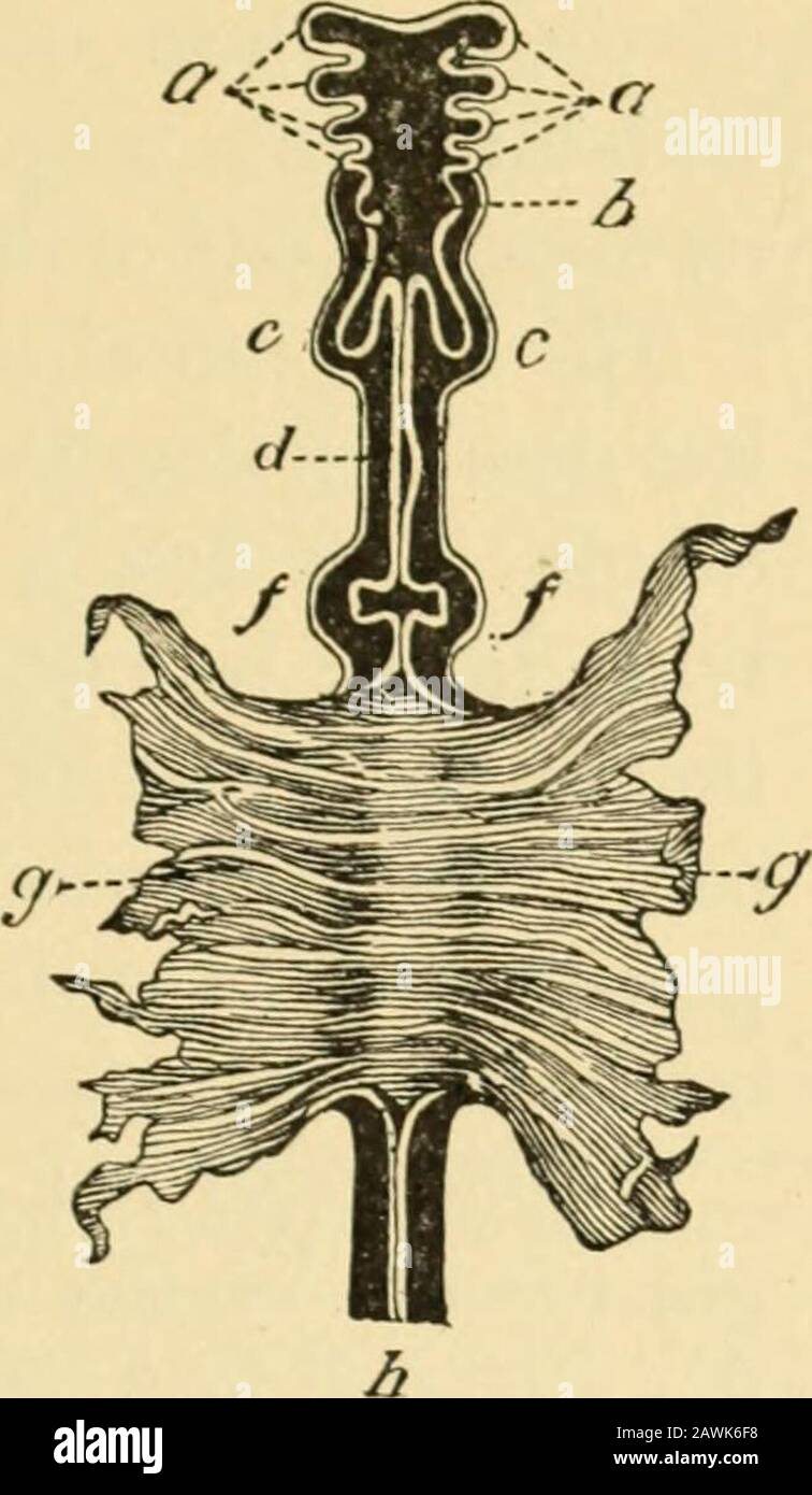 A system of obstetrics . this archenteronare subsequently added an ...