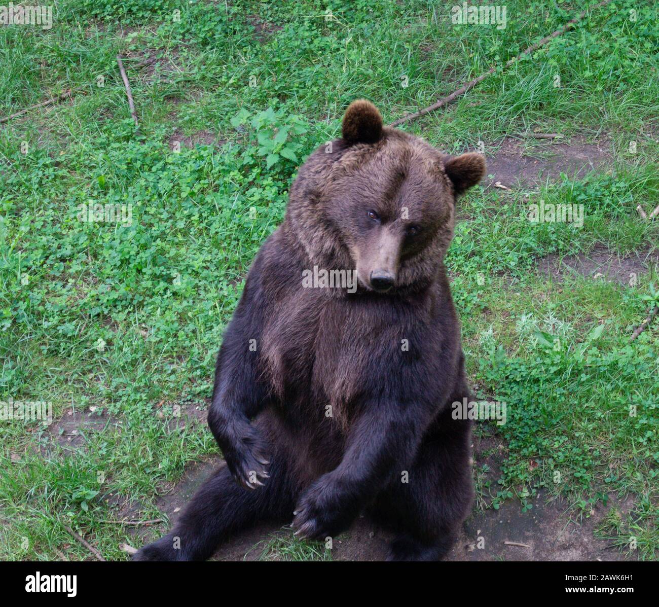 Brown Bear in the Wildlife park black mountains Stock Photo - Alamy