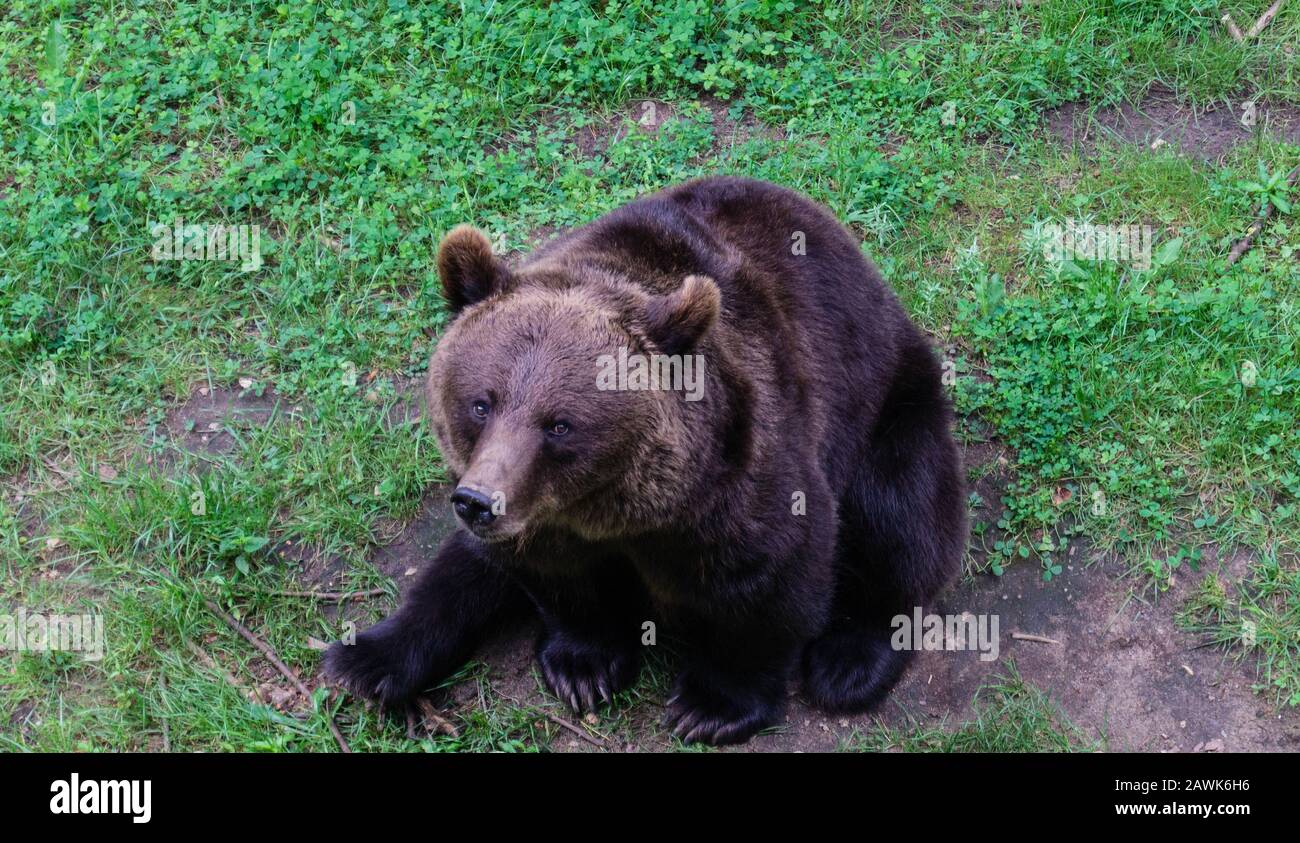Brown Bear in the Wildlife park black mountains Stock Photo - Alamy