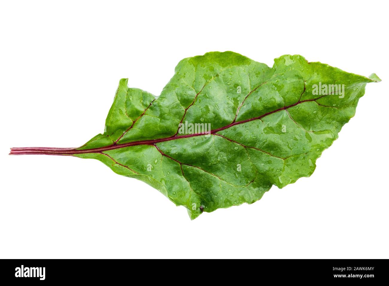 Beet leaves isolated on white. Full depth of field. Field with Clipping ...