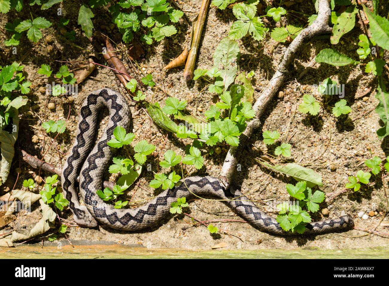 Viper in the Wildlife park black mountains Stock Photo - Alamy