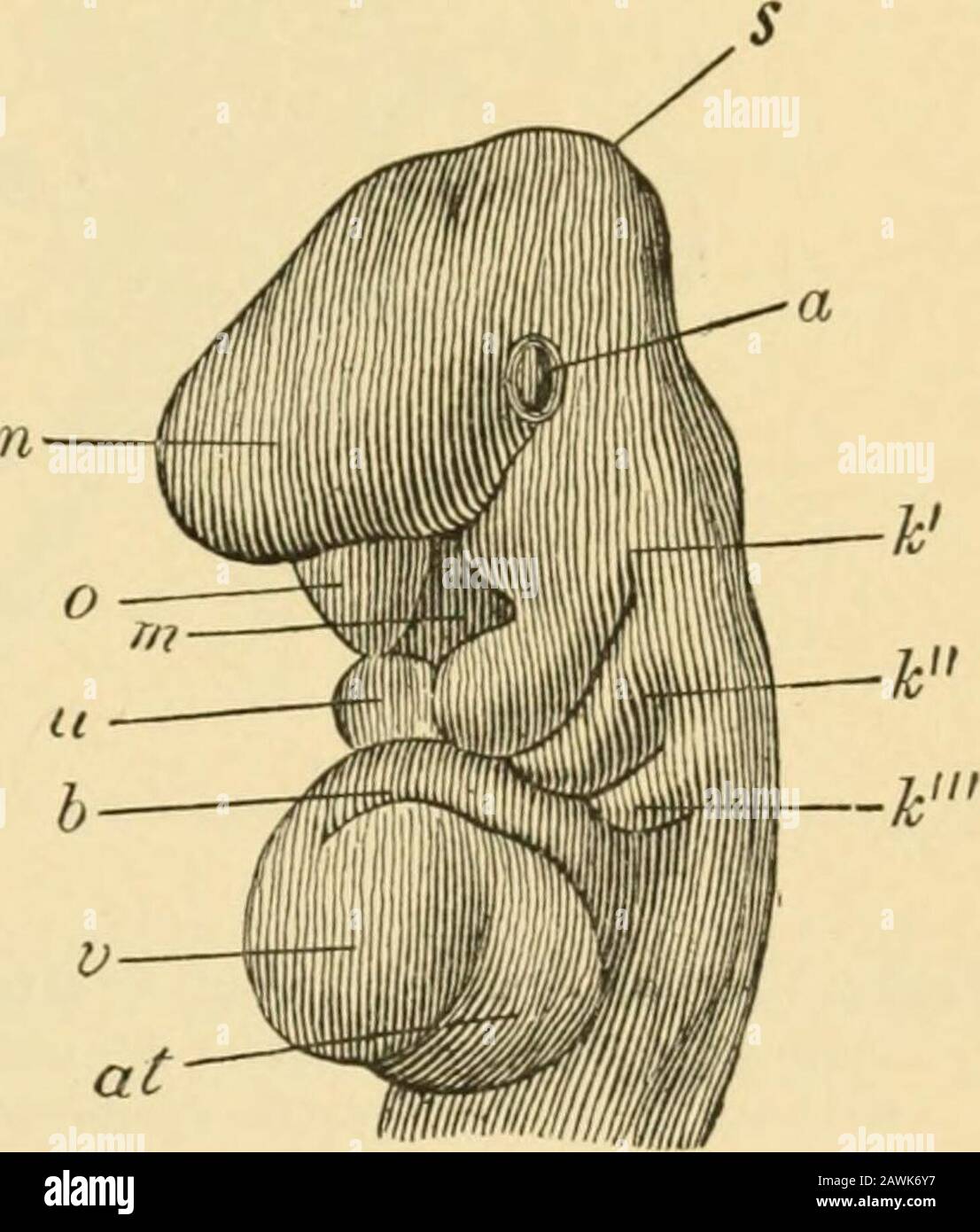 Human Embryo Stages Palate Illustrated Review Of The Embryology And