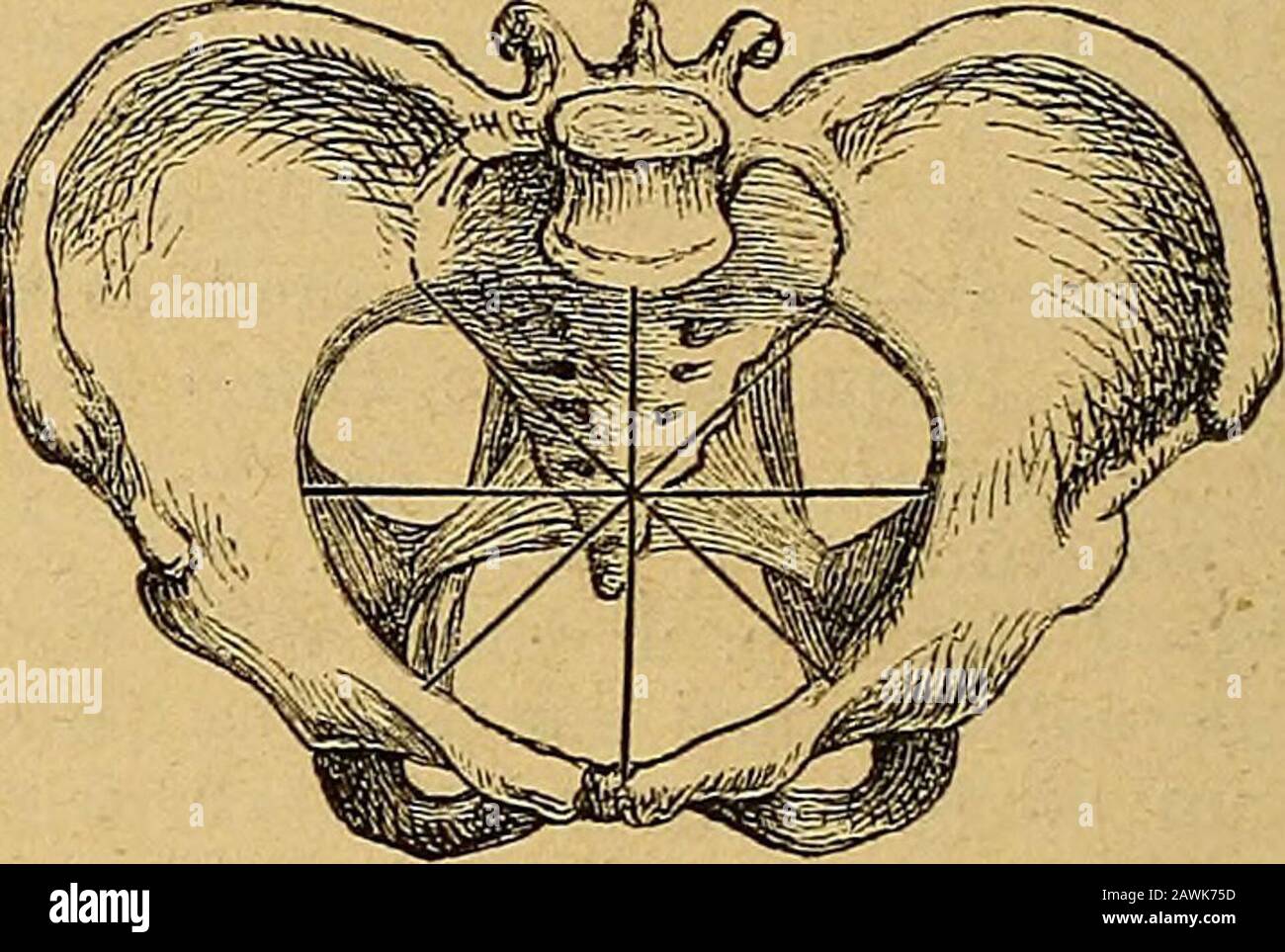 Becken geburt hi-res stock photography and images - Alamy