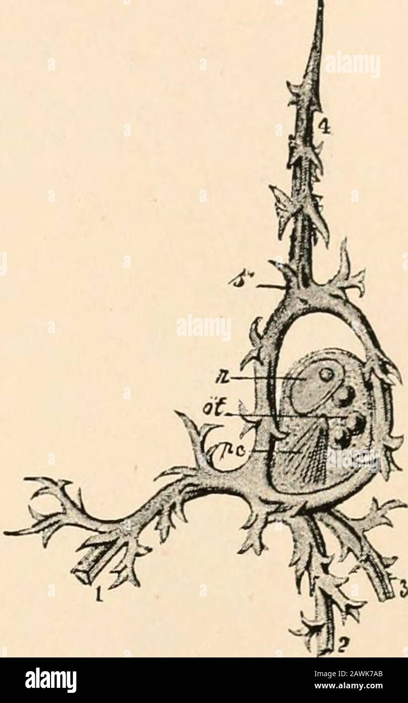 Mastigophora hi-res stock photography and images - Alamy