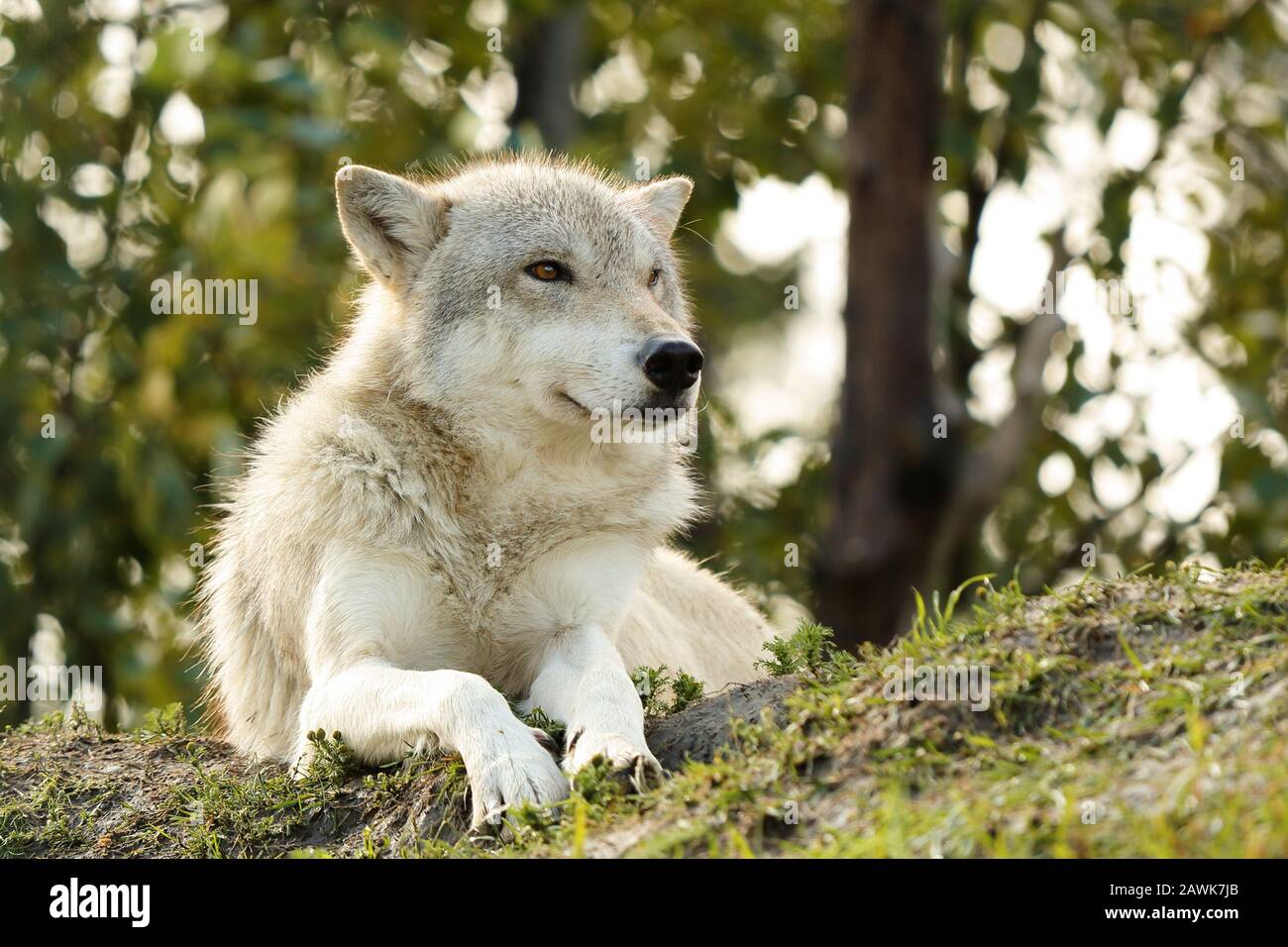 Male wolf alaska hi-res stock photography and images - Alamy