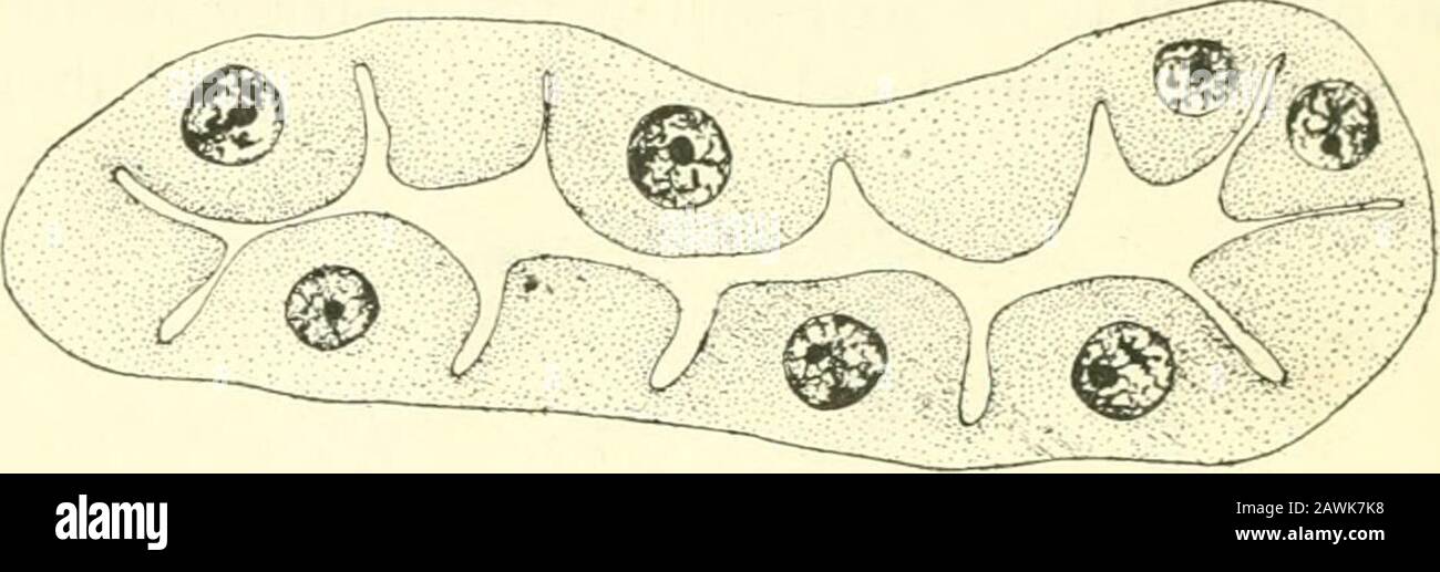 Lateral line disease hi-res stock photography and images - Alamy