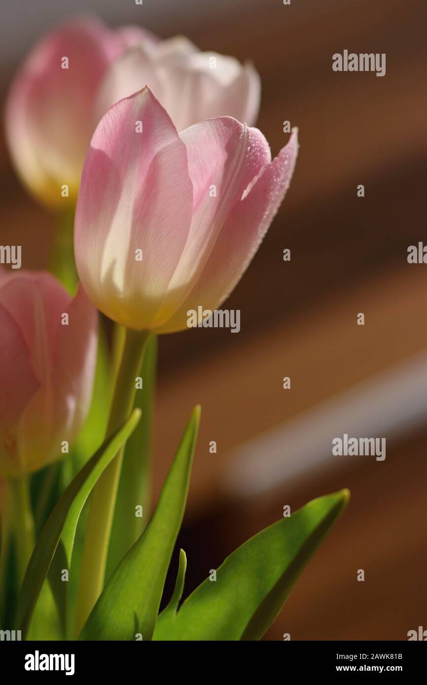 Spring flowers. Beautiful gift of love. Pink-white tulips. Background ...