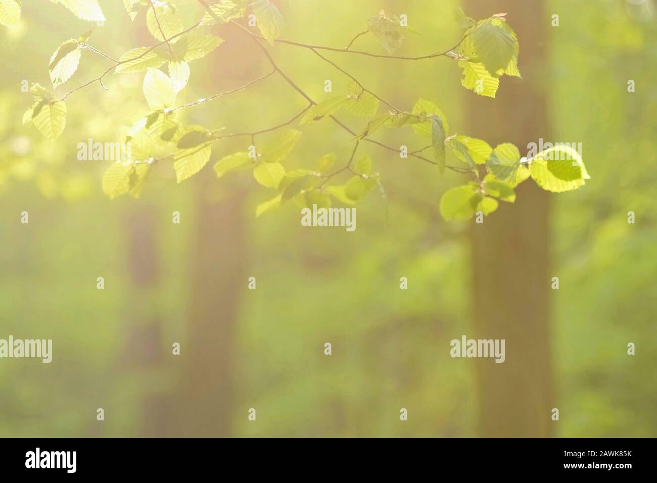 Green nature background. Forest, trees and sun rays. Colorful spring ...