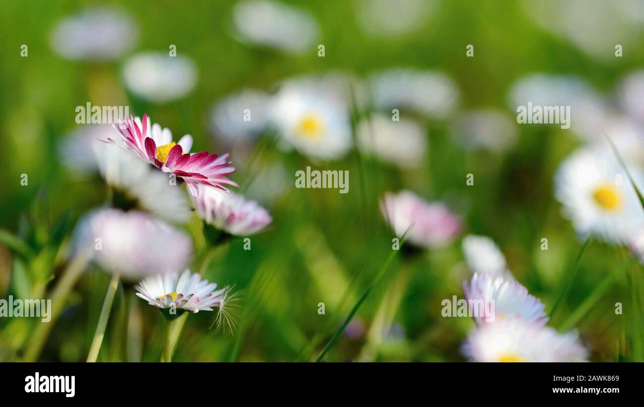 Beautiful spring background with blooming meadow full of flowers Stock ...