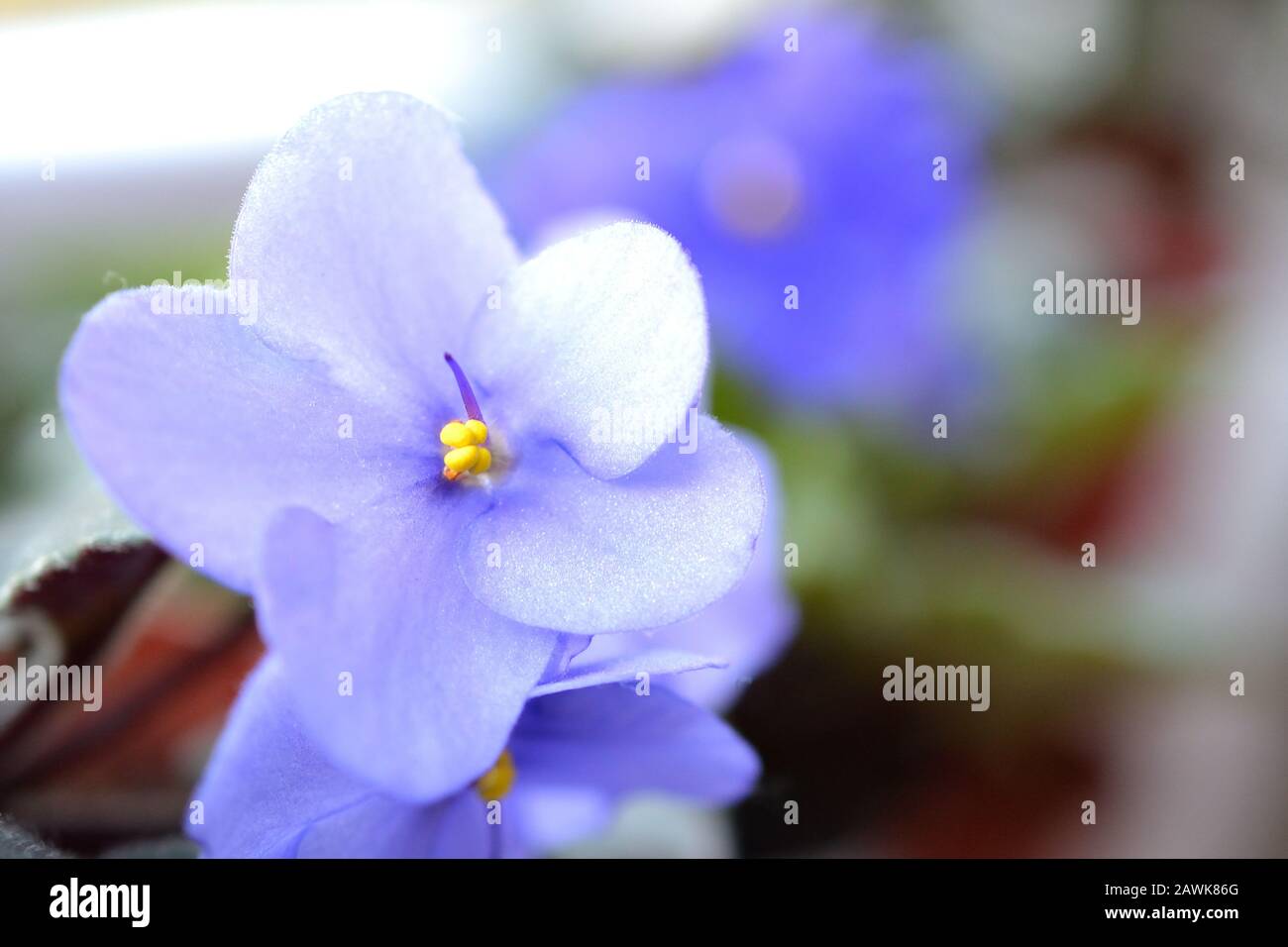 Beautiful blue-violet blooming violet flower. Colorful nature ...