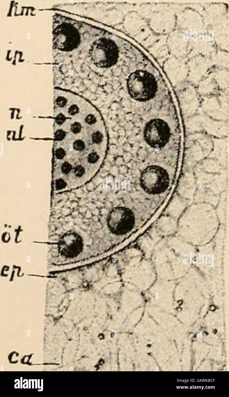 Text-book of comparative anatomy . leus ; «, x . , axial filaments of ...