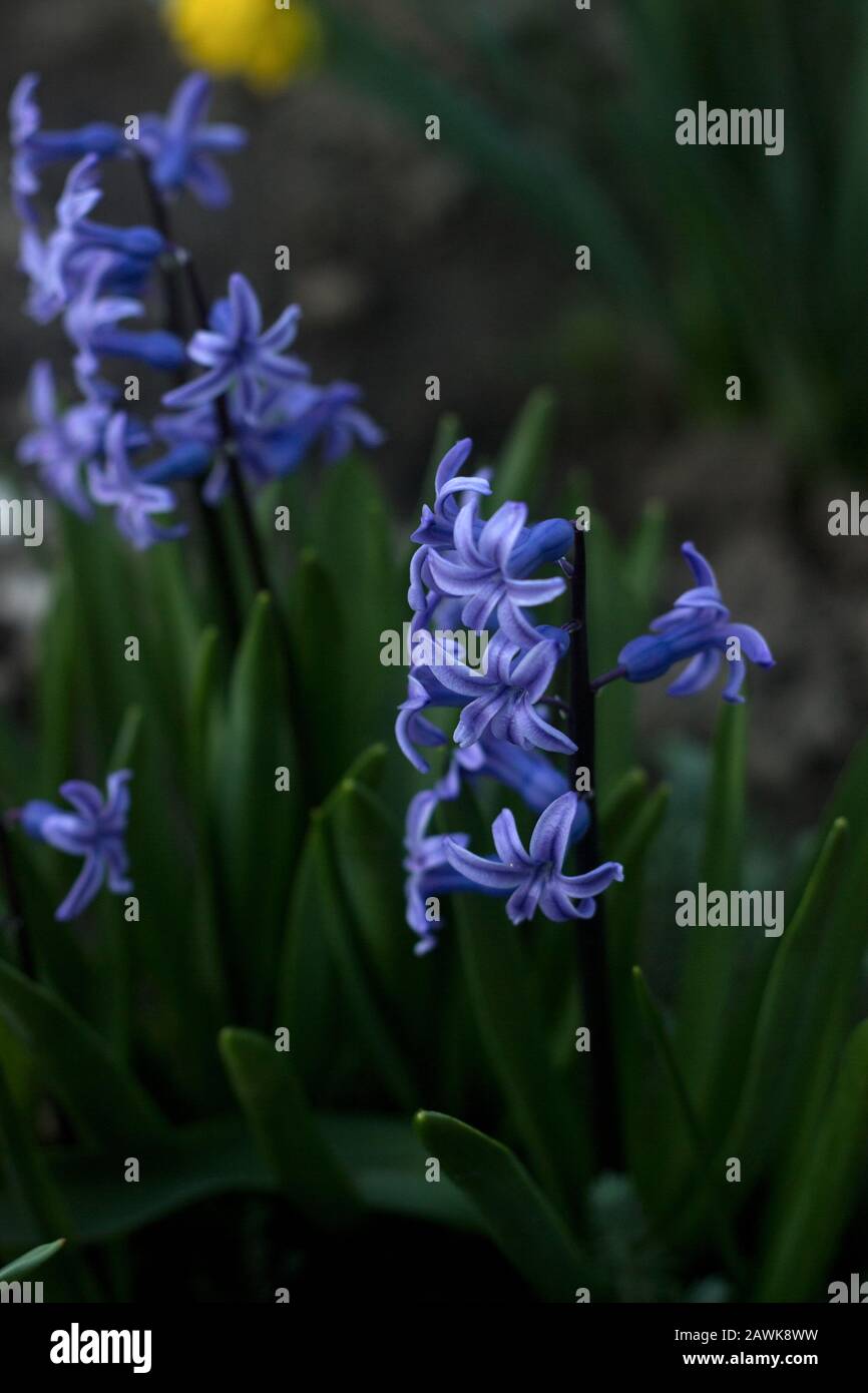 Hyacinthus orientalis city hi-res stock photography and images - Alamy
