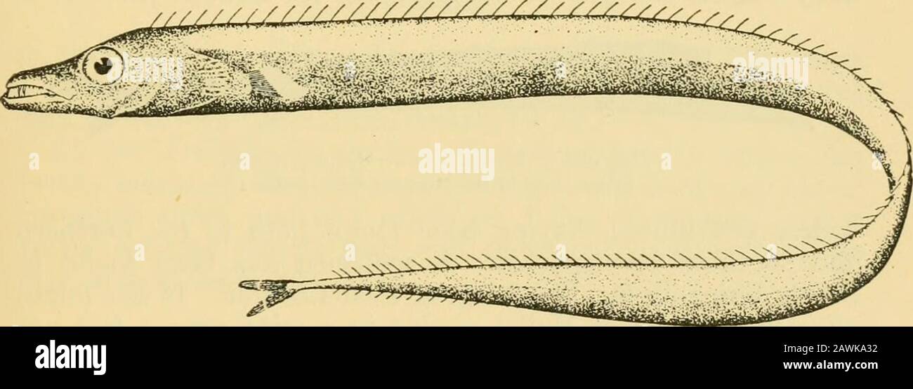 Snoek can hi-res stock photography and images - Alamy