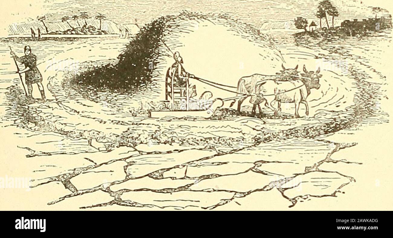 Hebrew life and times . EGYPTIANS THRESHING AND WINNOWING (Hebrews used ...