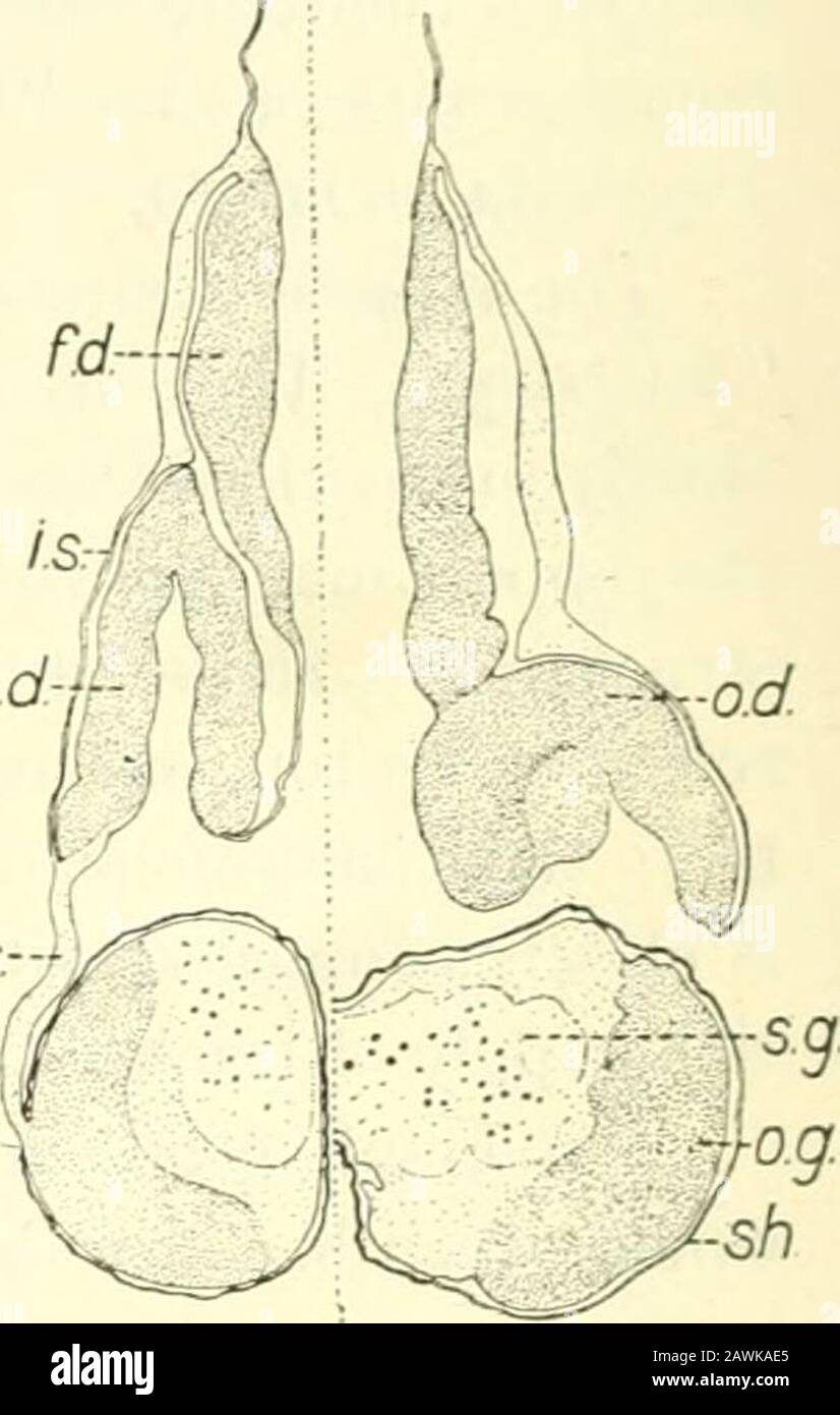 The house-fly, Musca domestica Linn: its structure, habits, development ...
