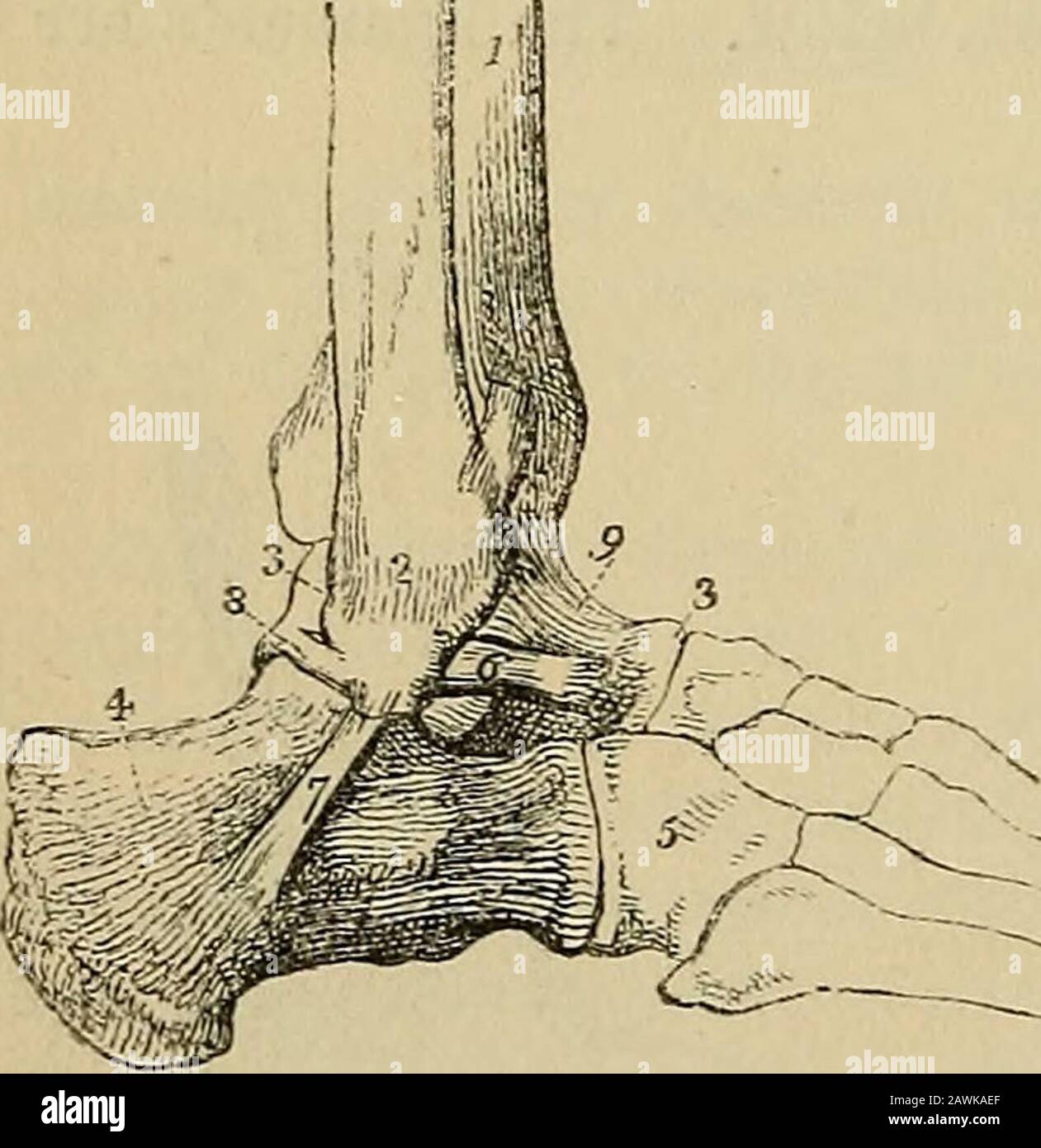 The anatomist's vade mecum : a system of human anatomy . * An external ...