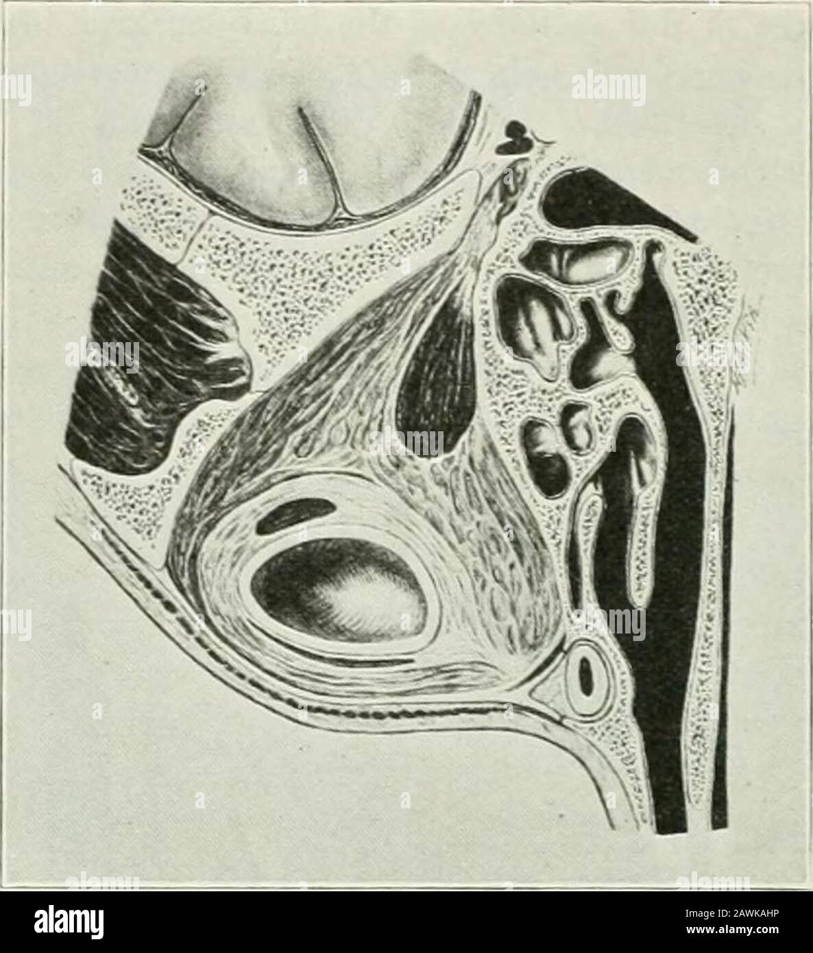 Triangular fossa hi-res stock photography and images - Alamy
