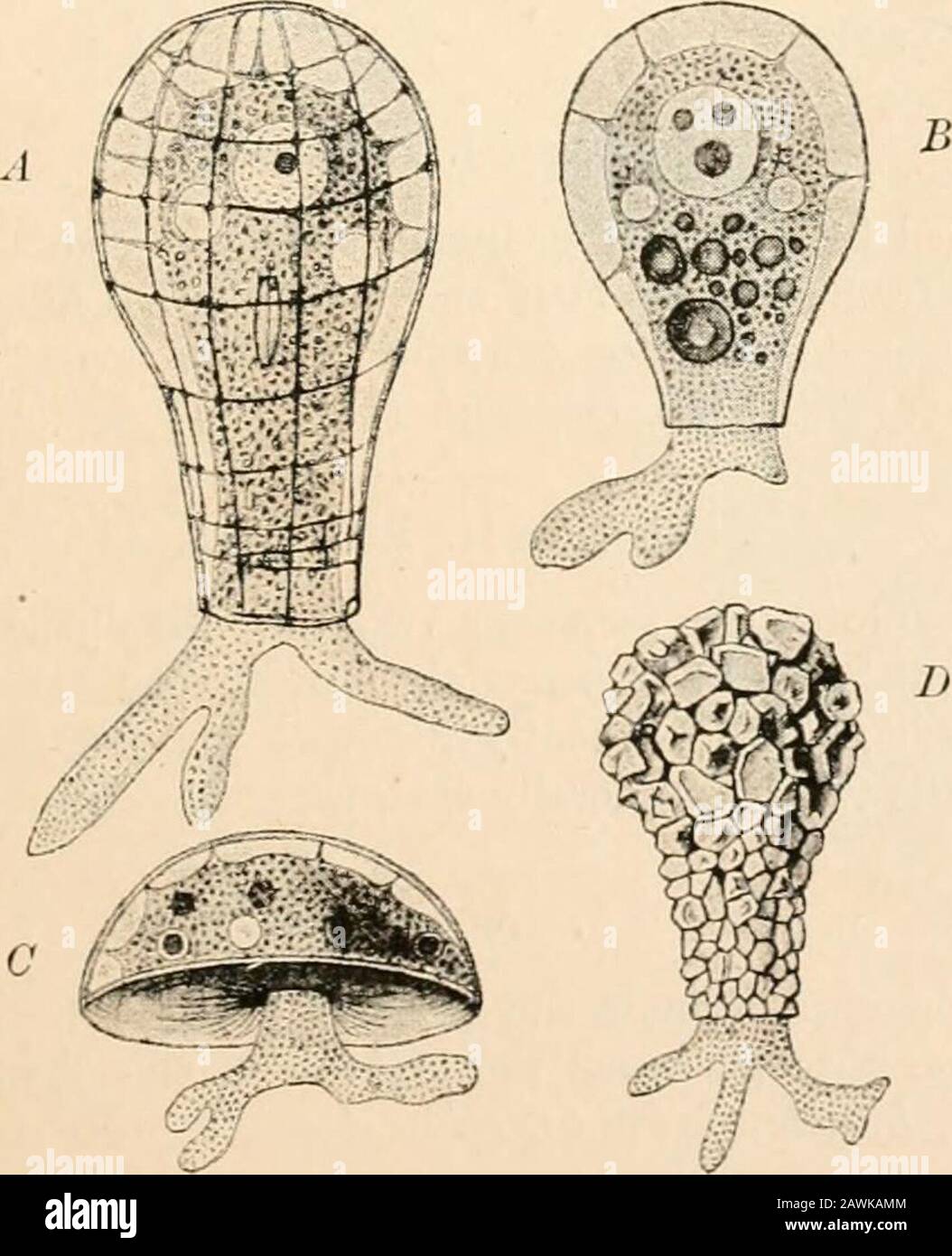 Arcella vulgaris hi-res stock photography and images - Alamy