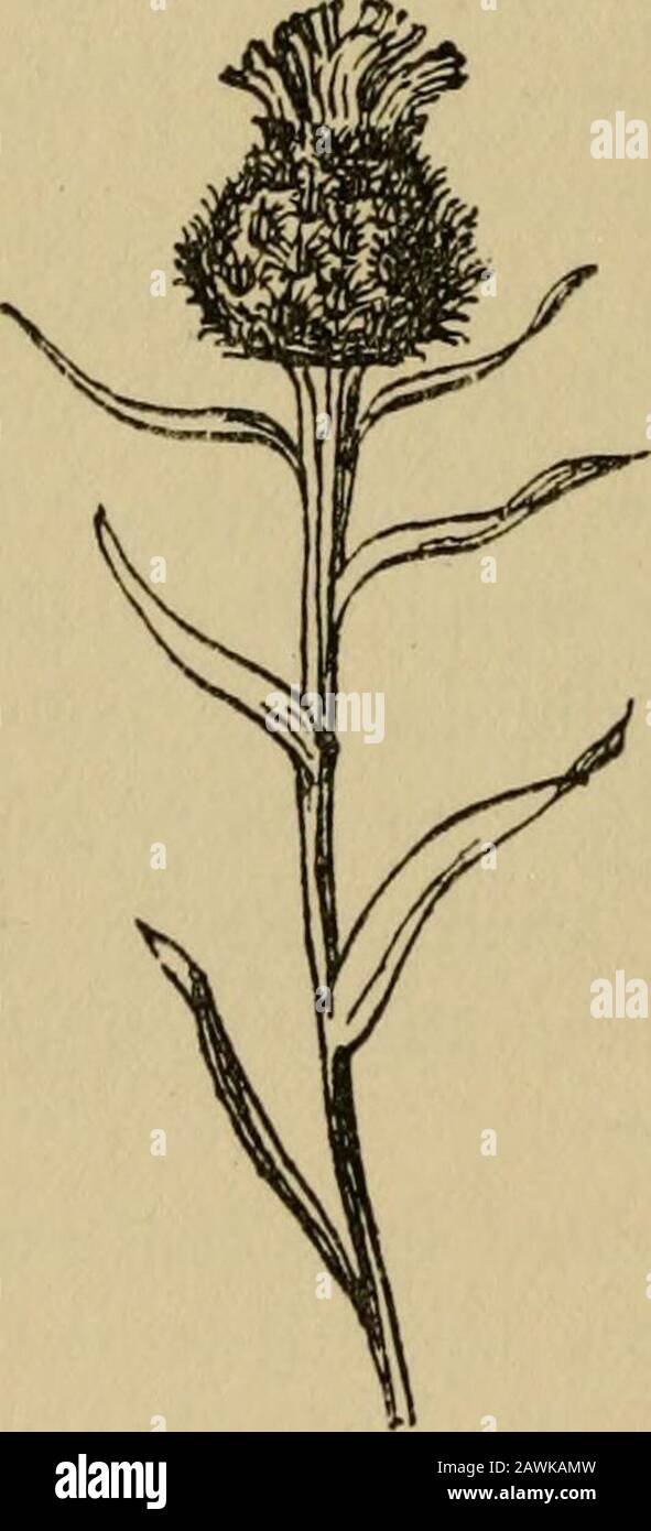 Biggish hi-res stock photography and images - Alamy