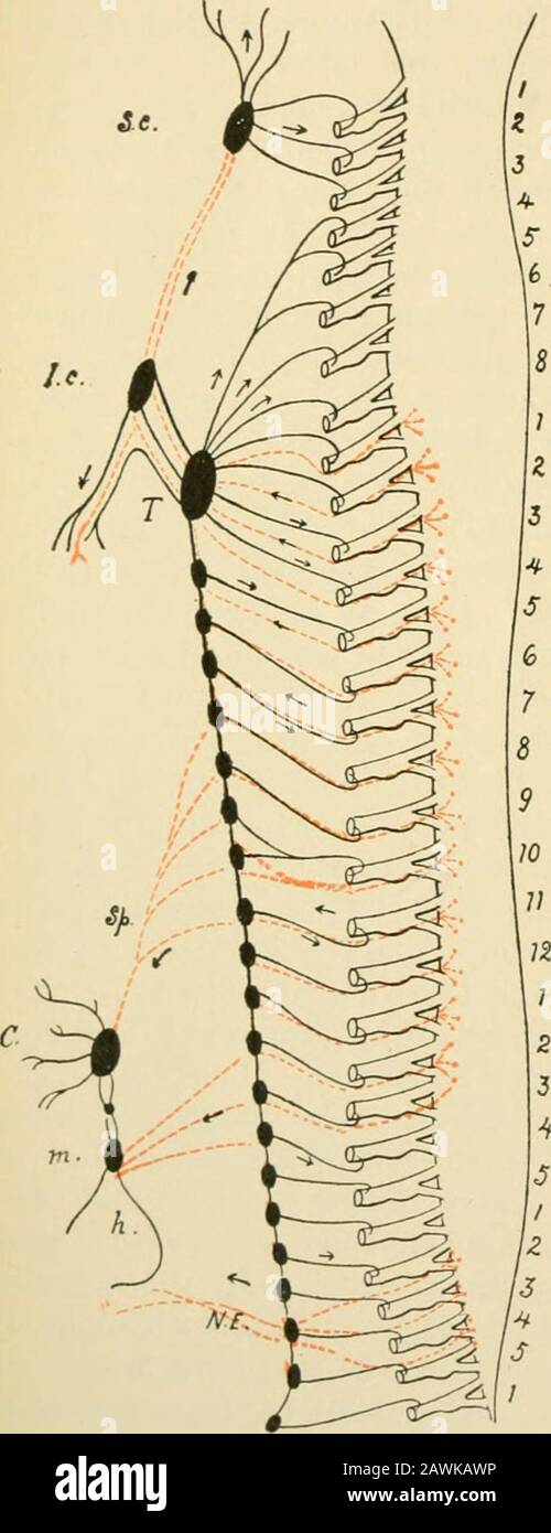Cervical Sympathetic Chain