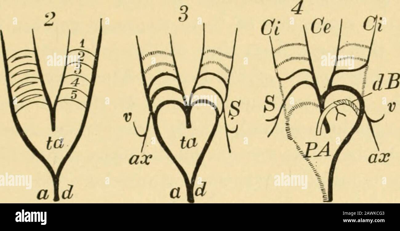 A system of obstetrics . Diagrams to illustrate the Development of the ...