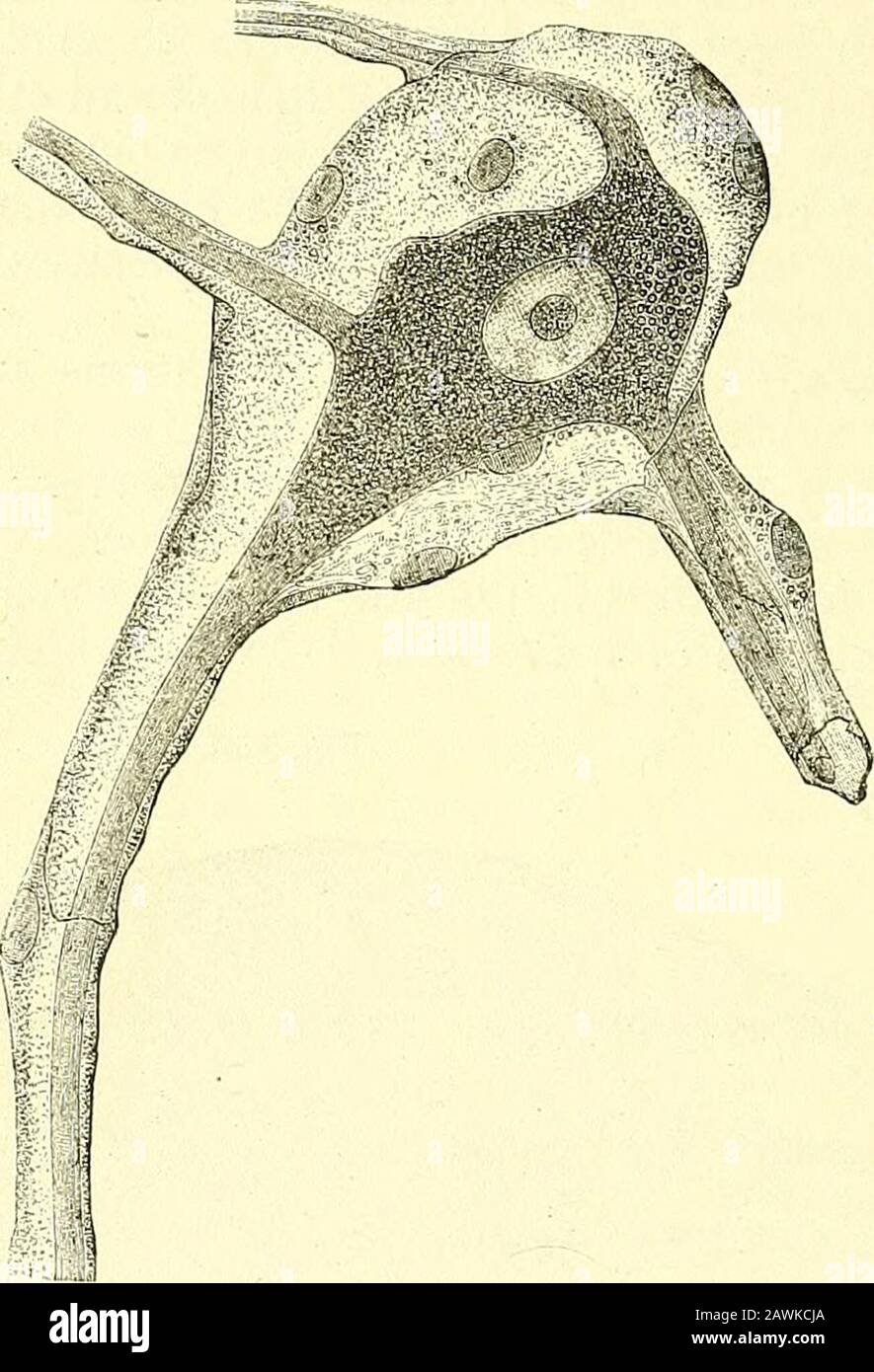 Perineural cells hi-res stock photography and images - Alamy