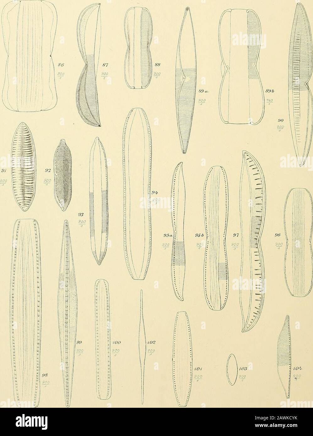 Amphiprora hi-res stock photography and images - Alamy