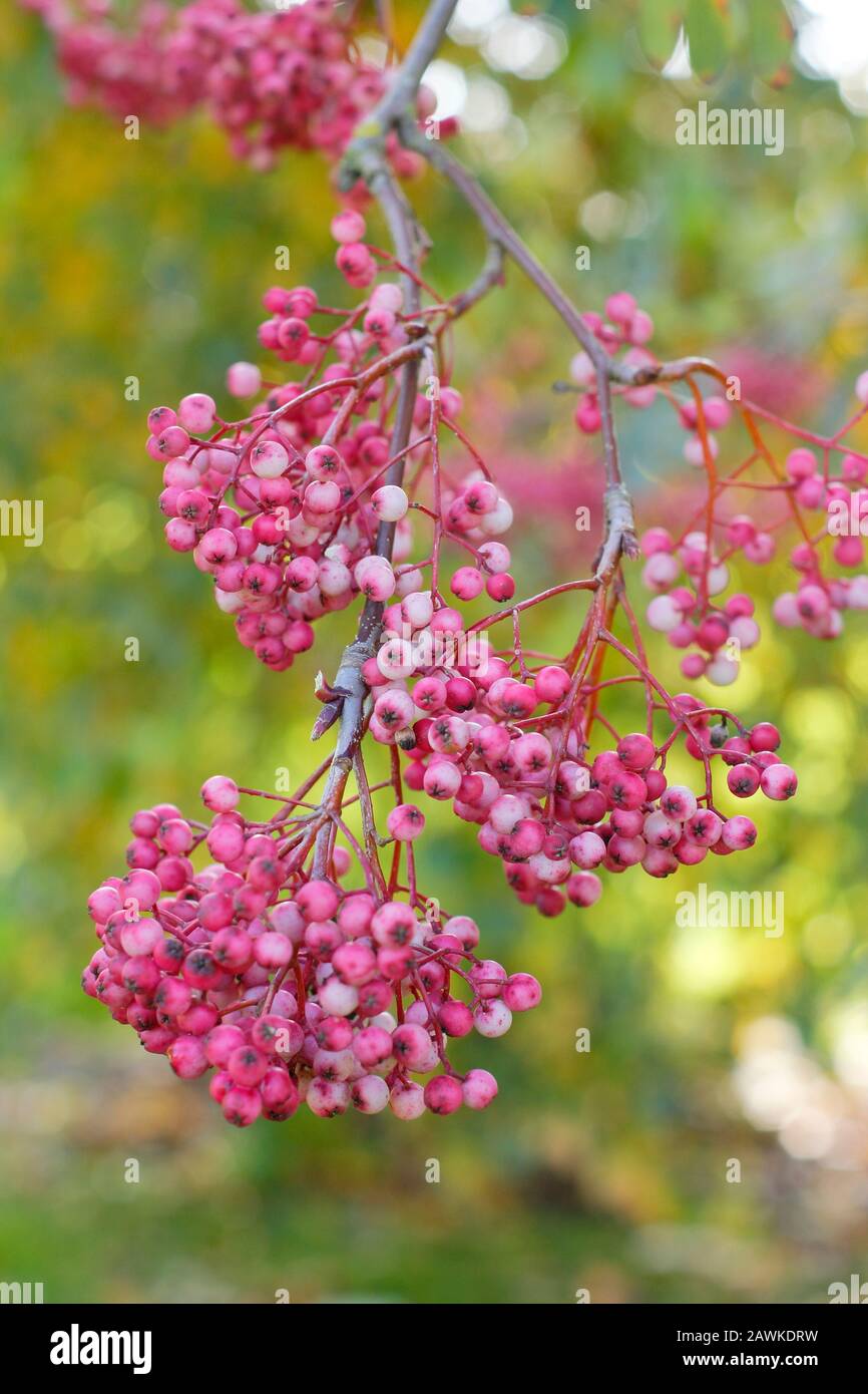 Sorbus pink pagoda hi-res stock photography and images - Alamy