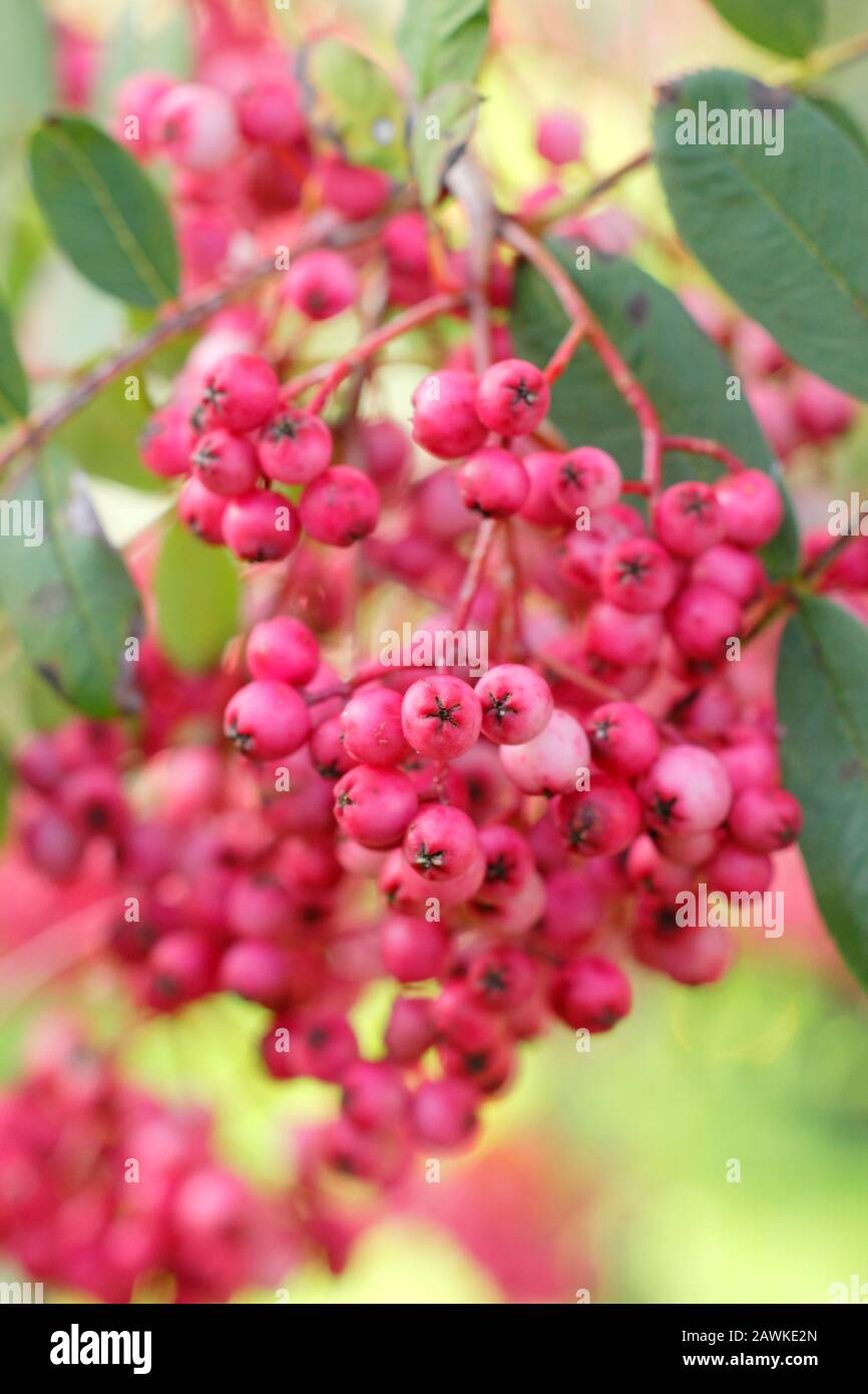 Sorbus pseudohupehensis pink pagoda hi-res stock photography and images ...