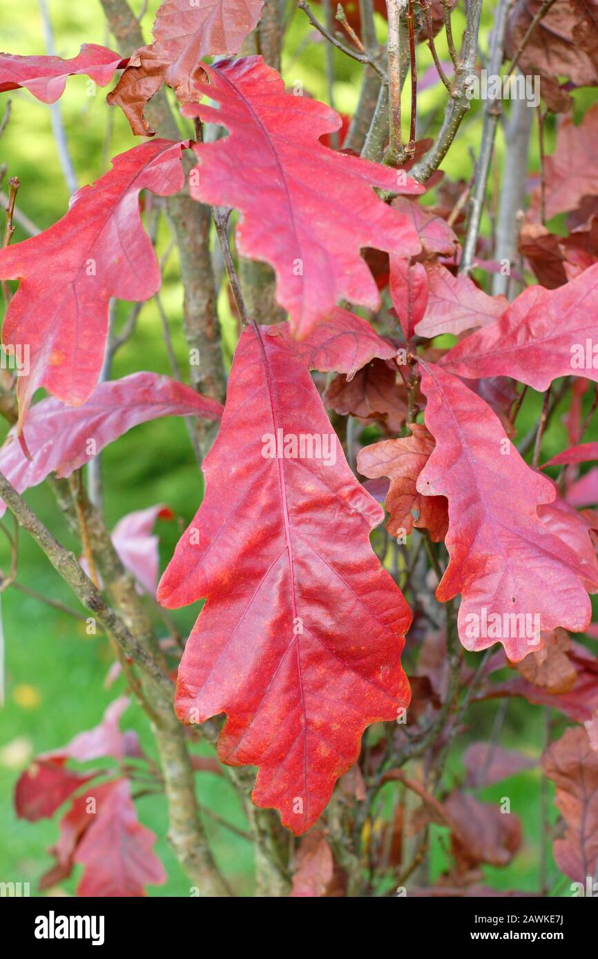 Quercus x warei 'Chimney Fire' oak tree leaves displaying vivid autumn ...