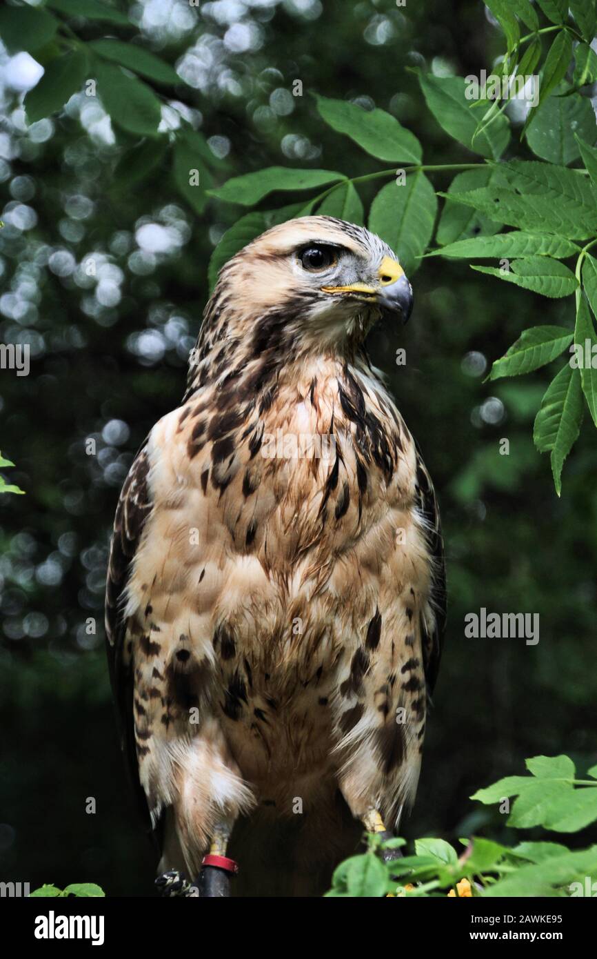 A view of a Buzzard in a tree Stock Photo - Alamy