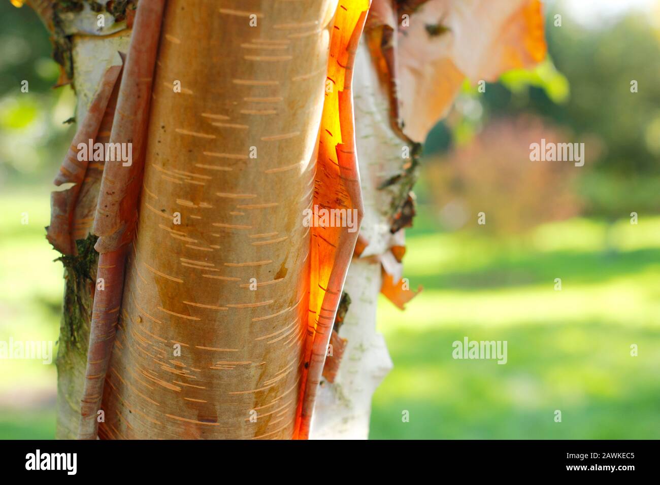 Himalayan Birch Tree High Resolution Stock Photography and Images - Alamy