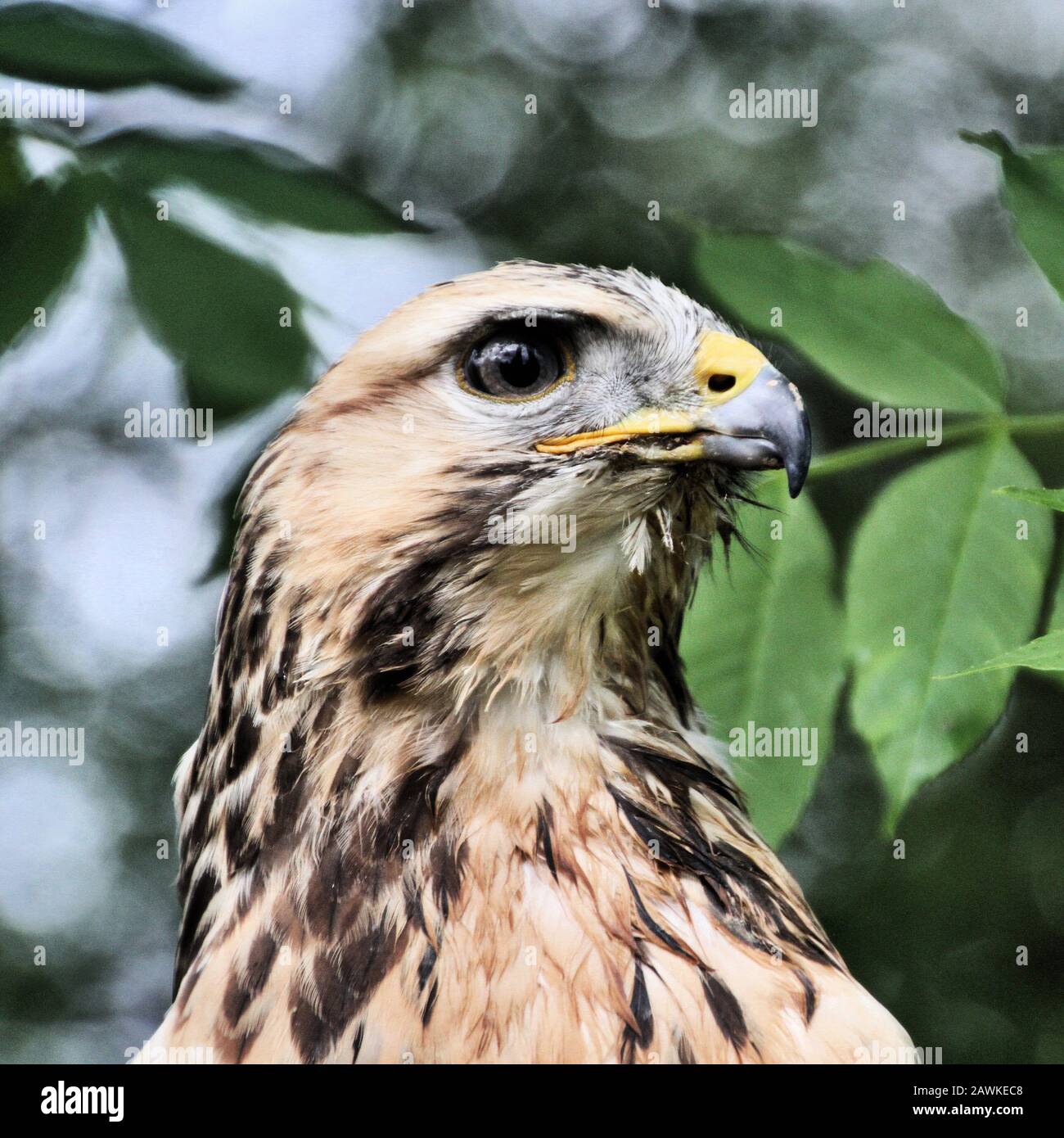 A view of a Buzzard in a tree Stock Photo - Alamy