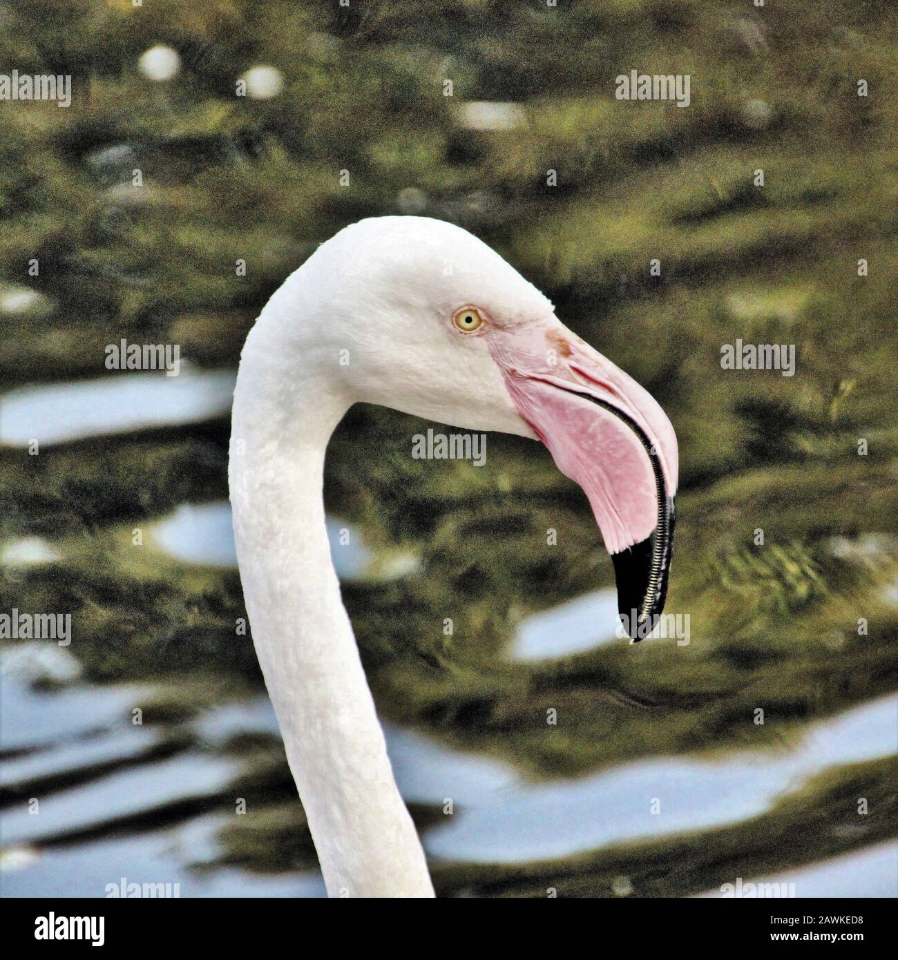 A view of a Flamingo Stock Photo - Alamy
