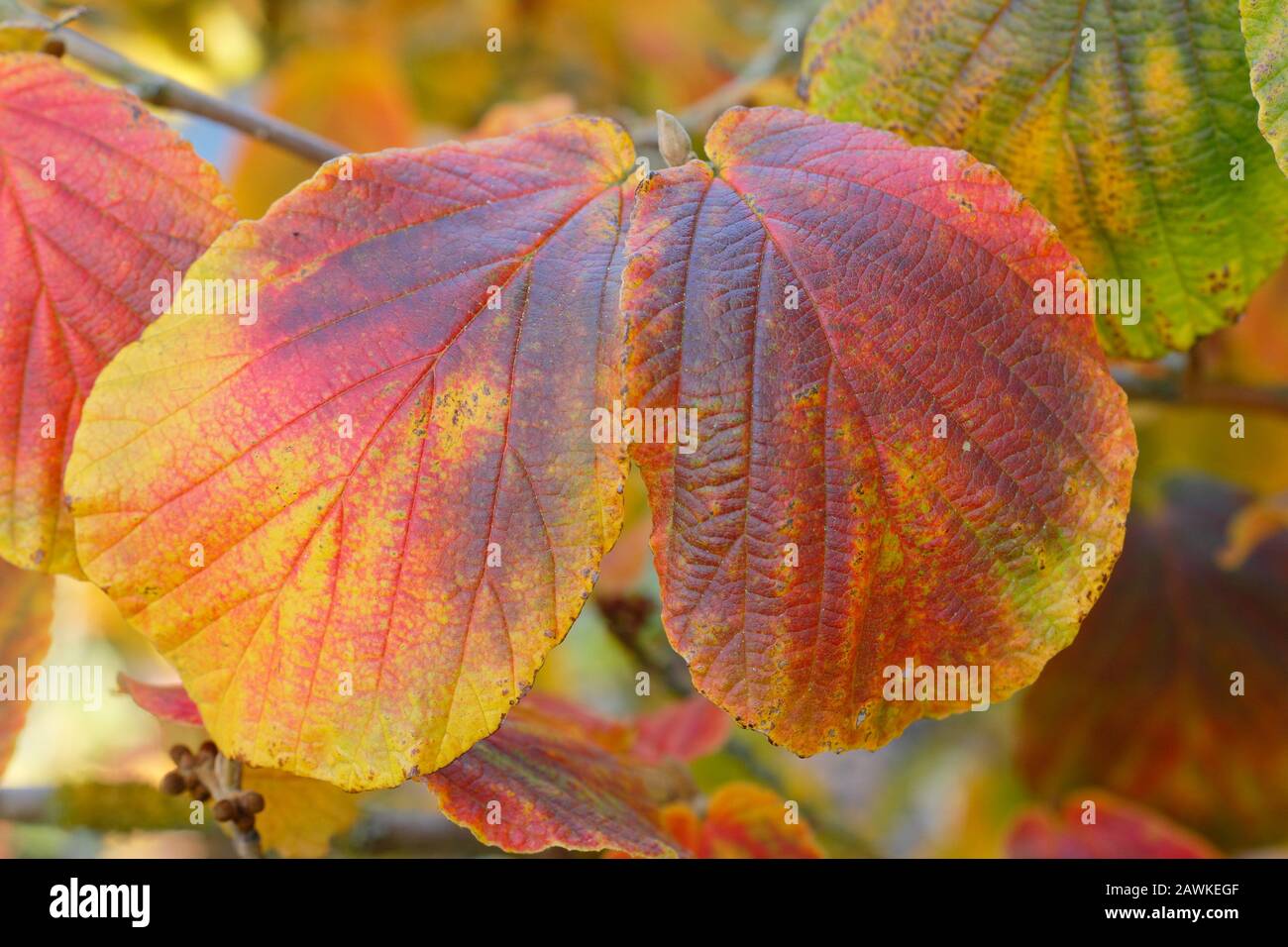 Hamamelis x intermedia 'Robert' copper coloured witch hazel leaves in ...