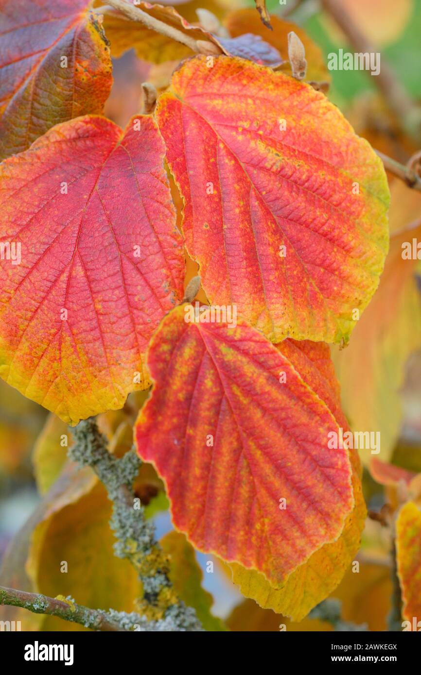 Hamamelis x intermedia 'Robert' copper coloured witch hazel leaves in ...