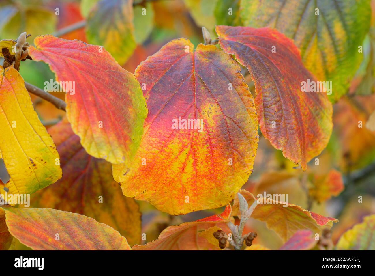 Hamamelis x intermedia 'Robert' copper coloured witch hazel leaves in ...