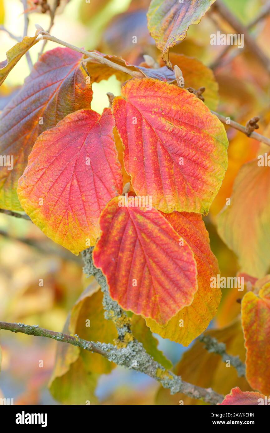 Hamamelis x intermedia 'Robert' copper coloured witch hazel leaves in ...