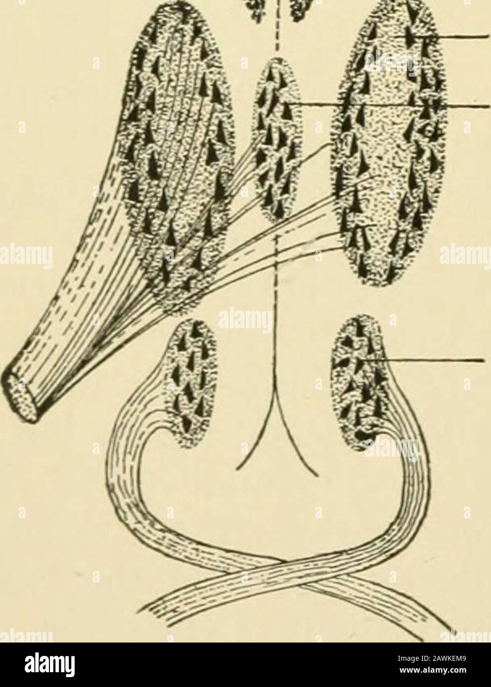 A text-book of physiology for medical students and physicians . Edinger ...