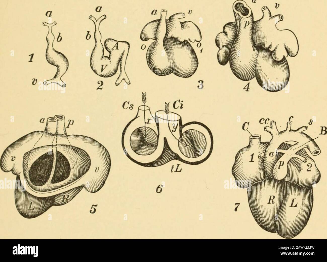 Human embryo heart development hi-res stock photography and images - Alamy