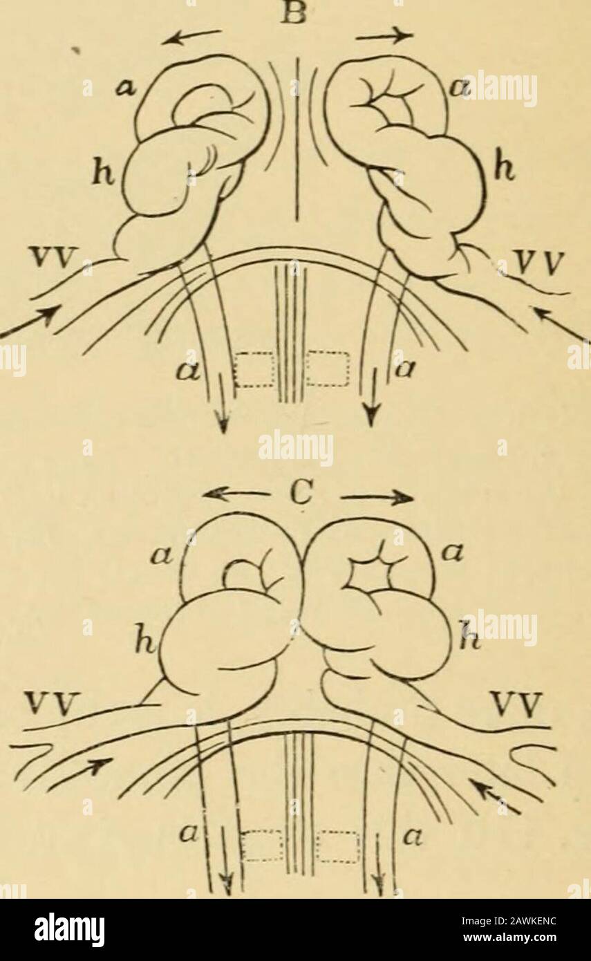 Heart ventricle aorta halves hi-res stock photography and images - Alamy