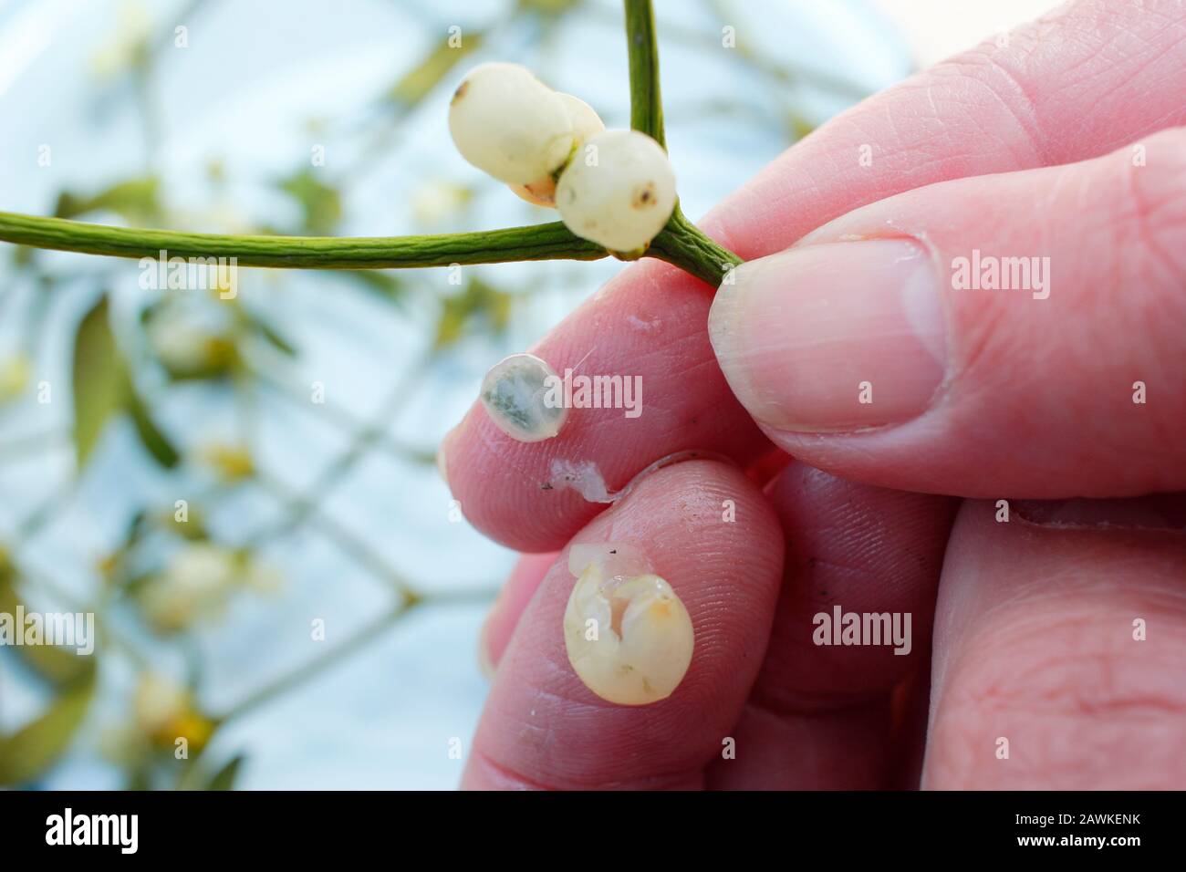 Propagating mistletoe hi-res stock photography and images - Alamy
