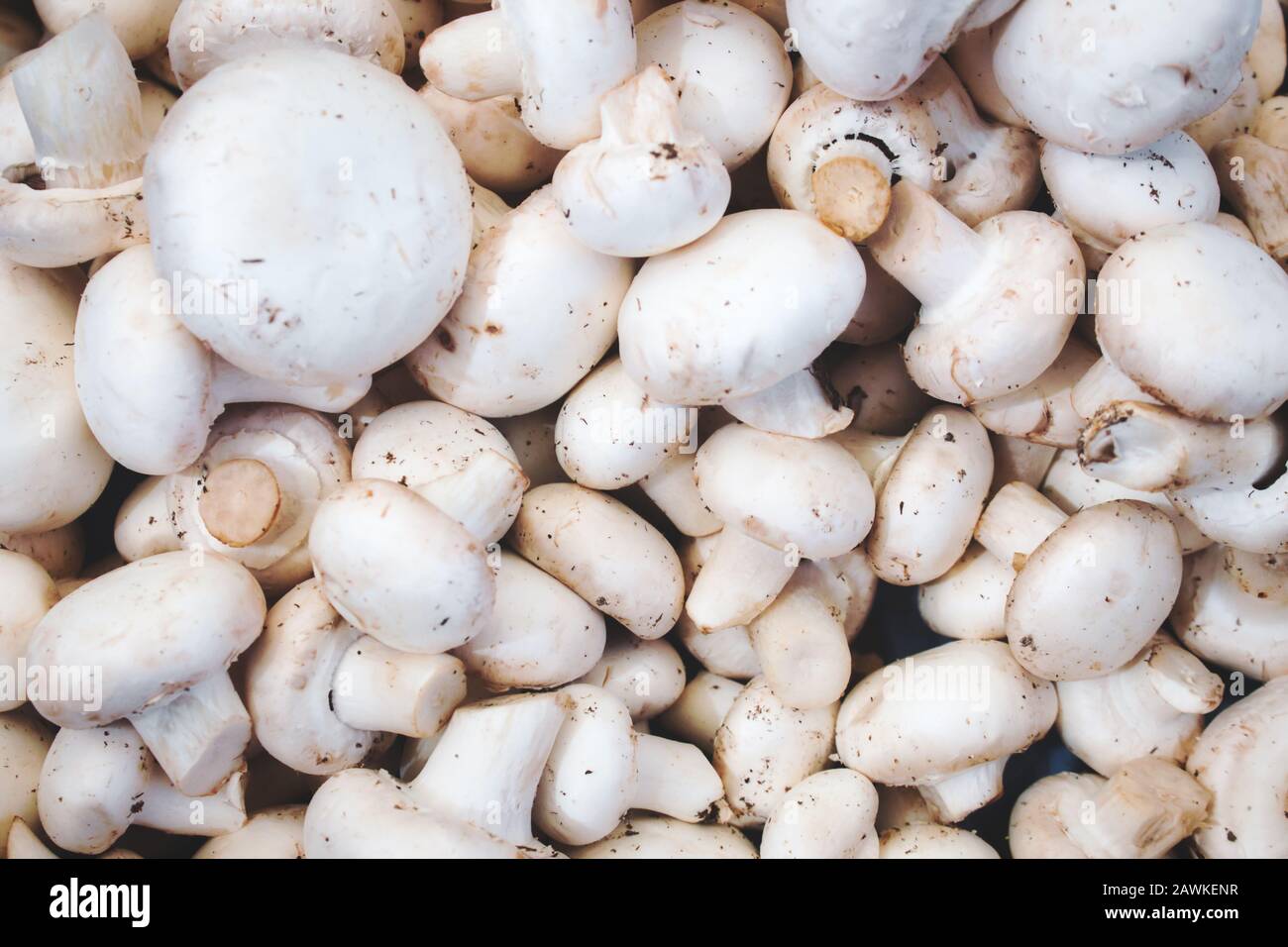 Common garden mushrooms hi-res stock photography and images - Alamy