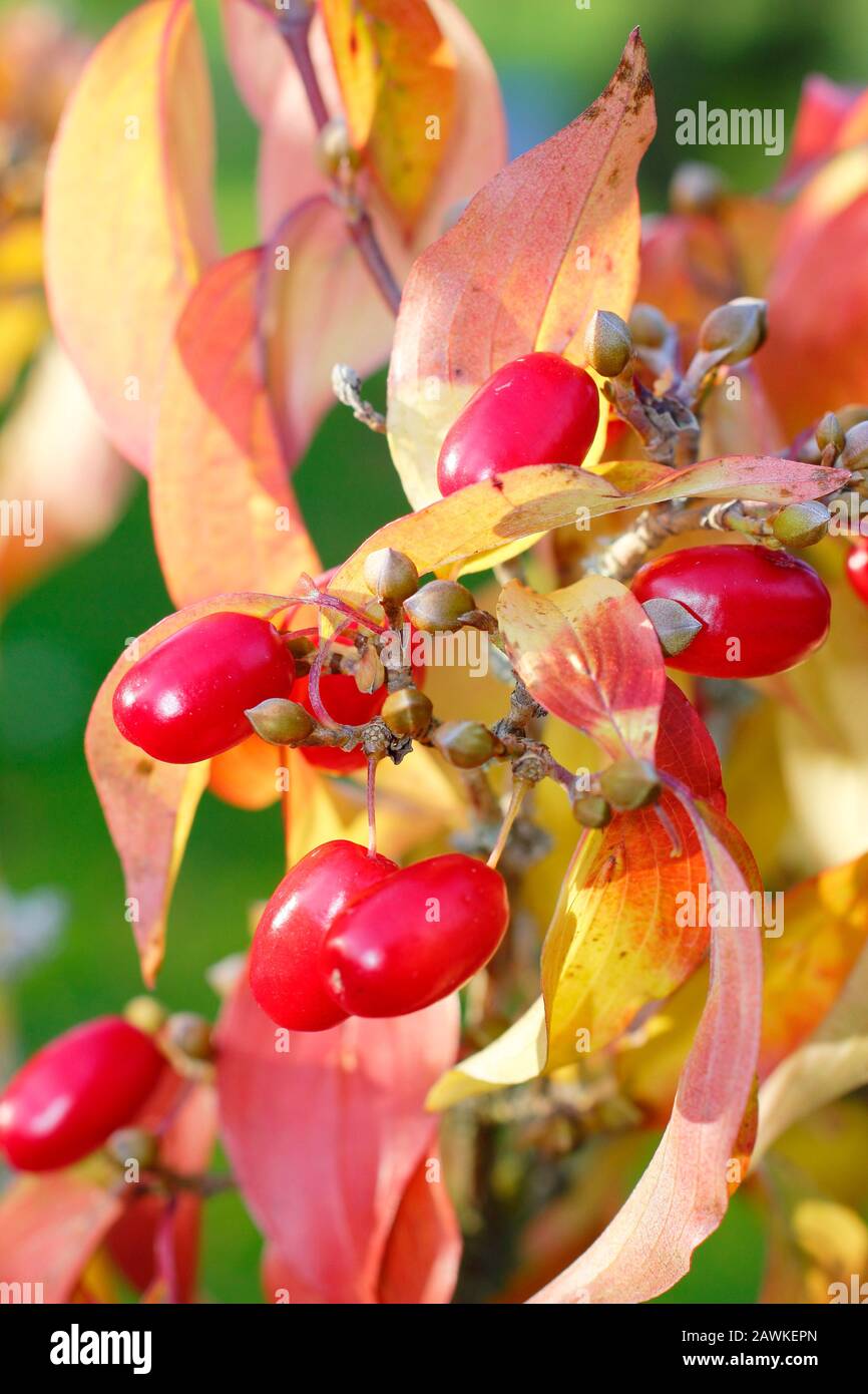 Cornus officinalis. Japanese cornelian cherry, a type of dogwood ...