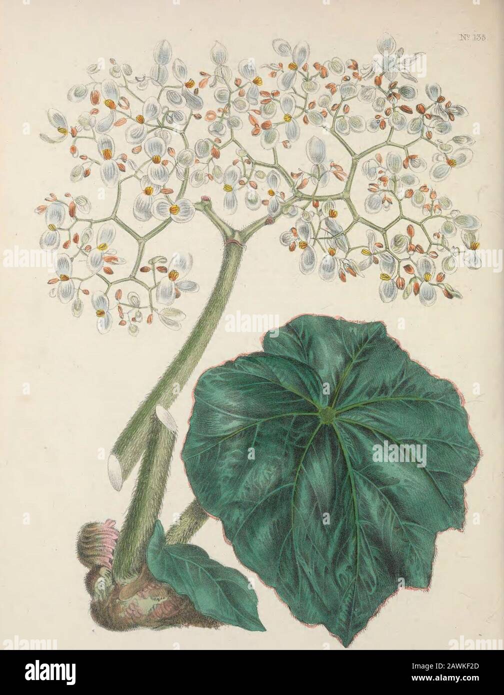 Orris root hi-res stock photography and images - Alamy