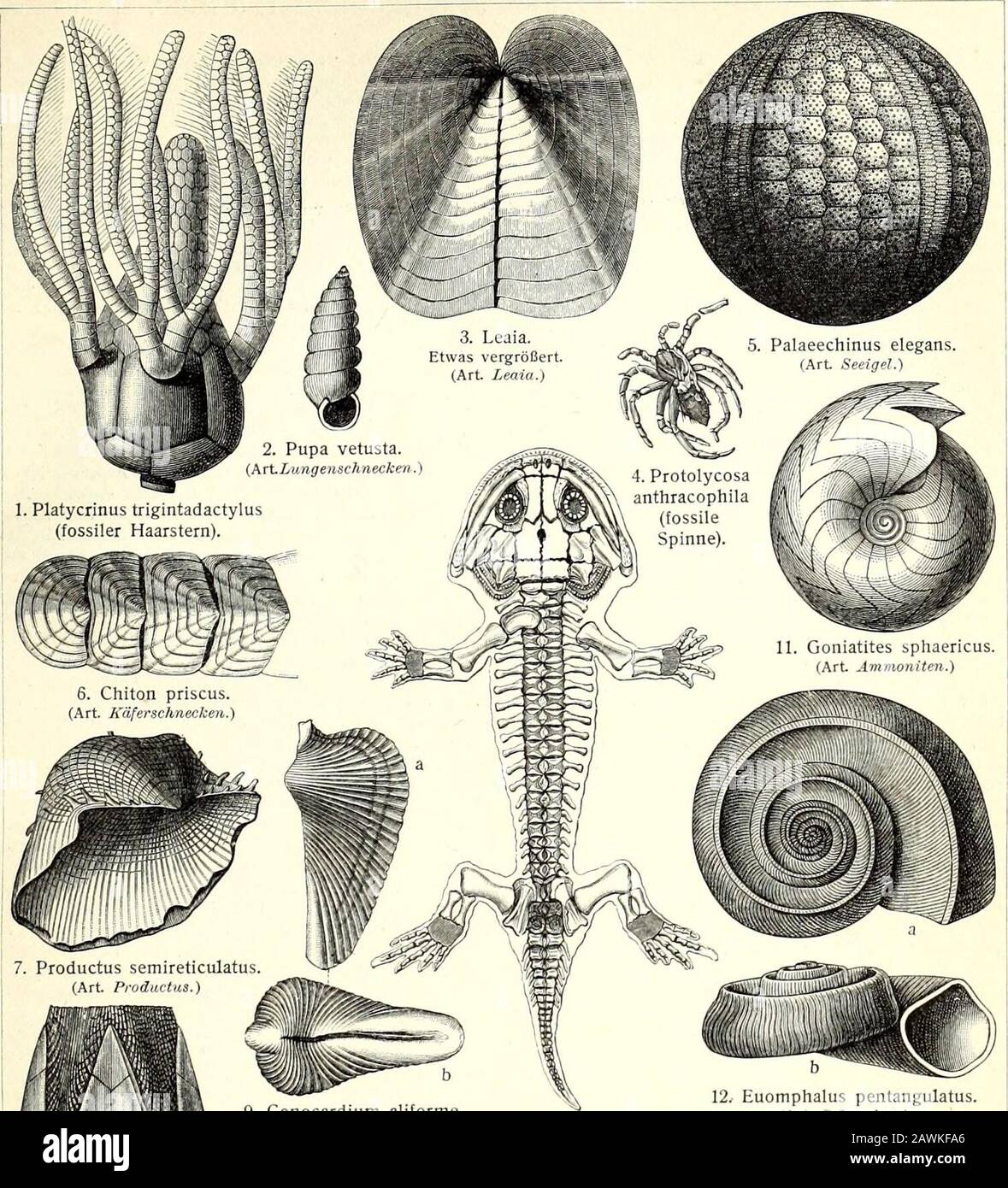 Conocardium hi-res stock photography and images - Alamy