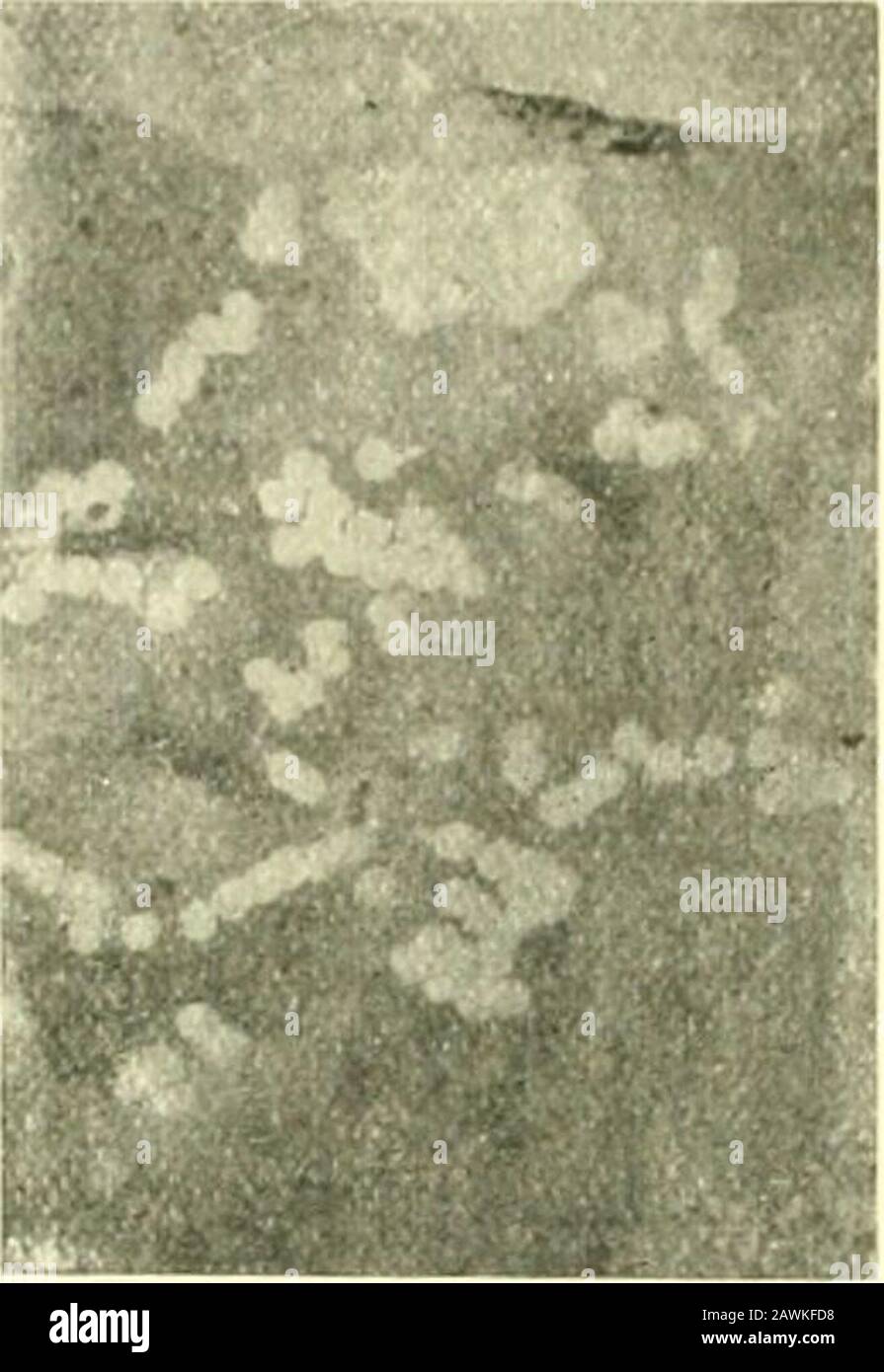 The house-fly, Musca domestica Linn: its structure, habits, development ...