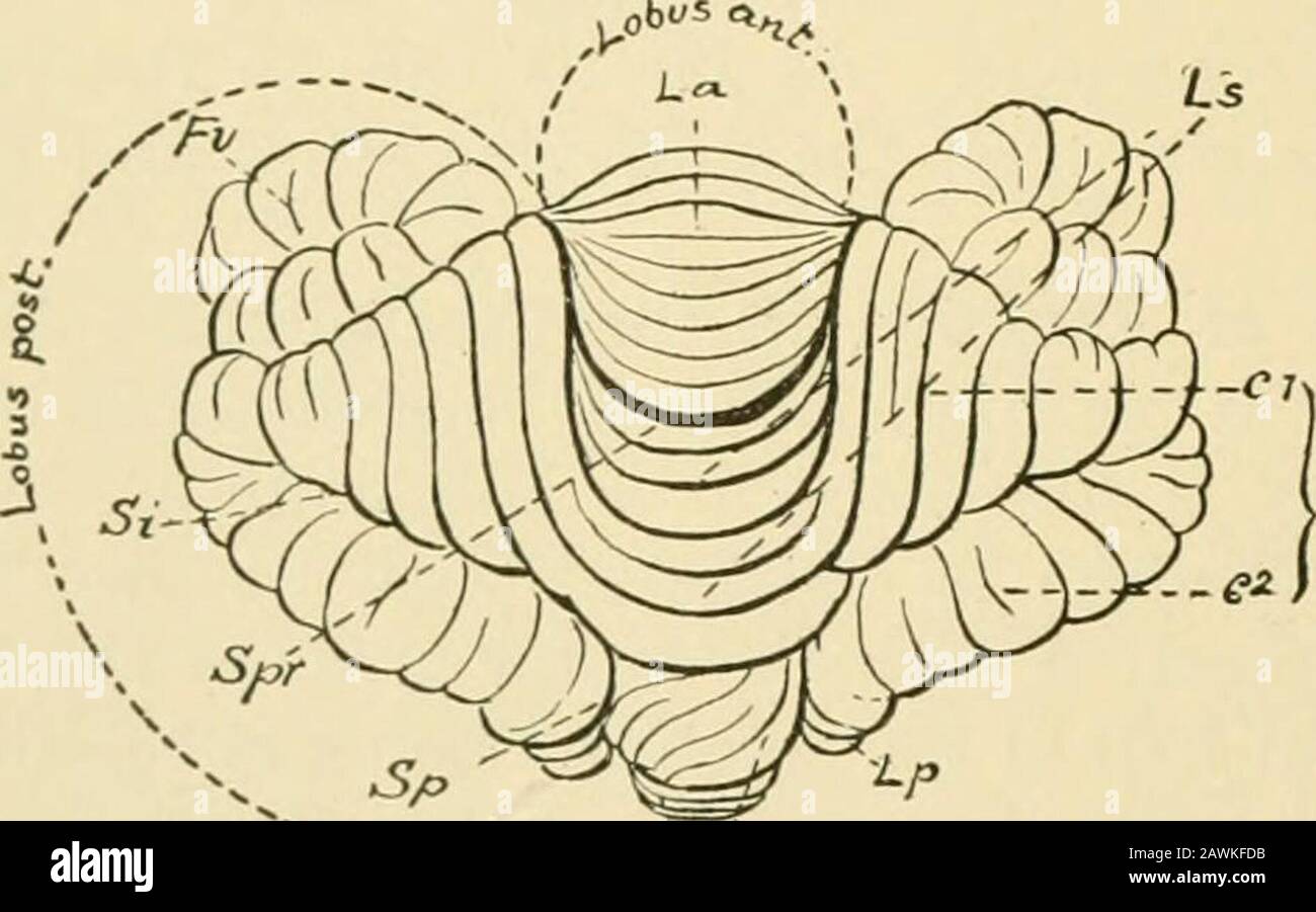 Hemi sphere hi-res stock photography and images - Alamy